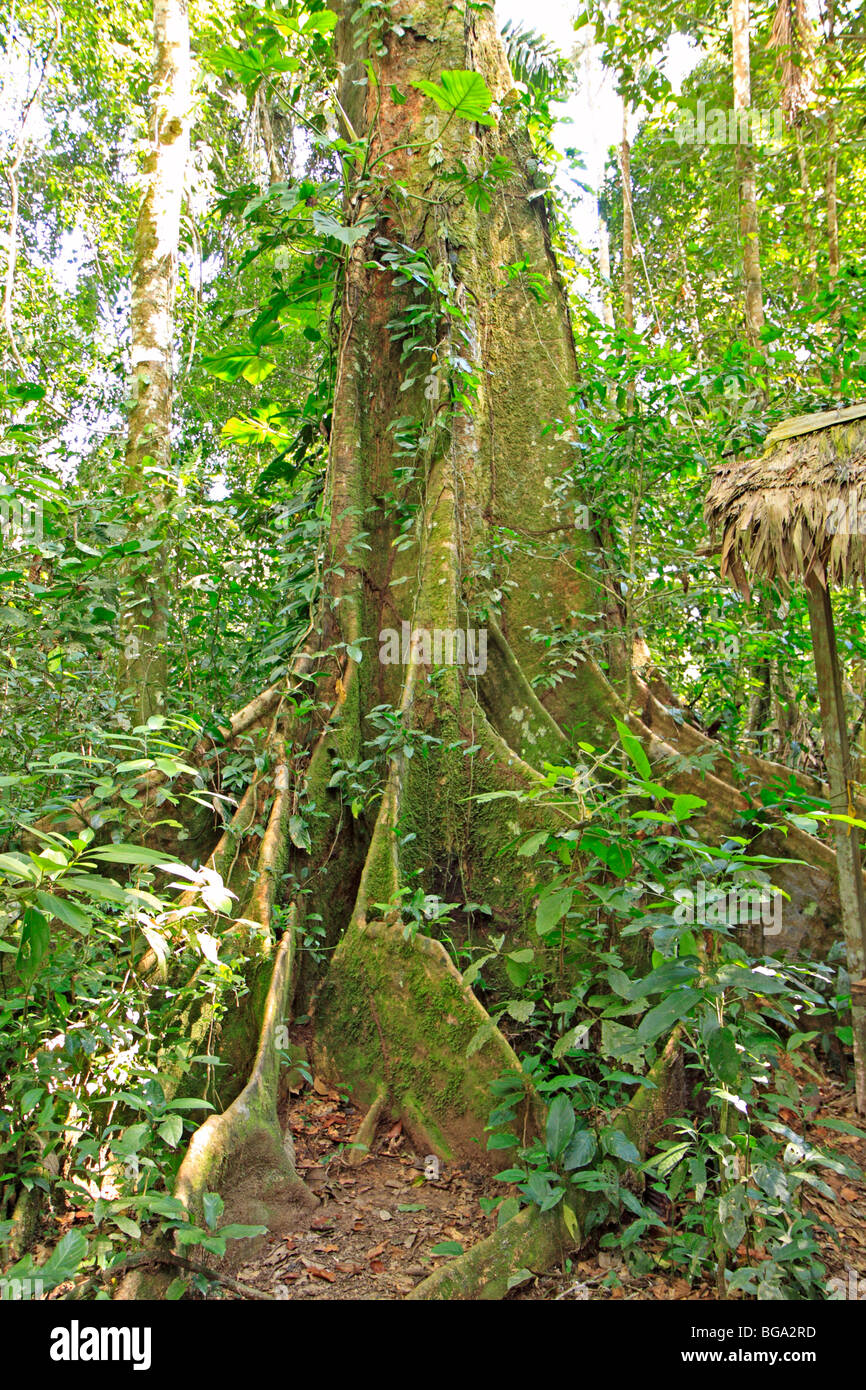 giant tree, Tambopata National Reserve, Amazon Area, Peru, South ...