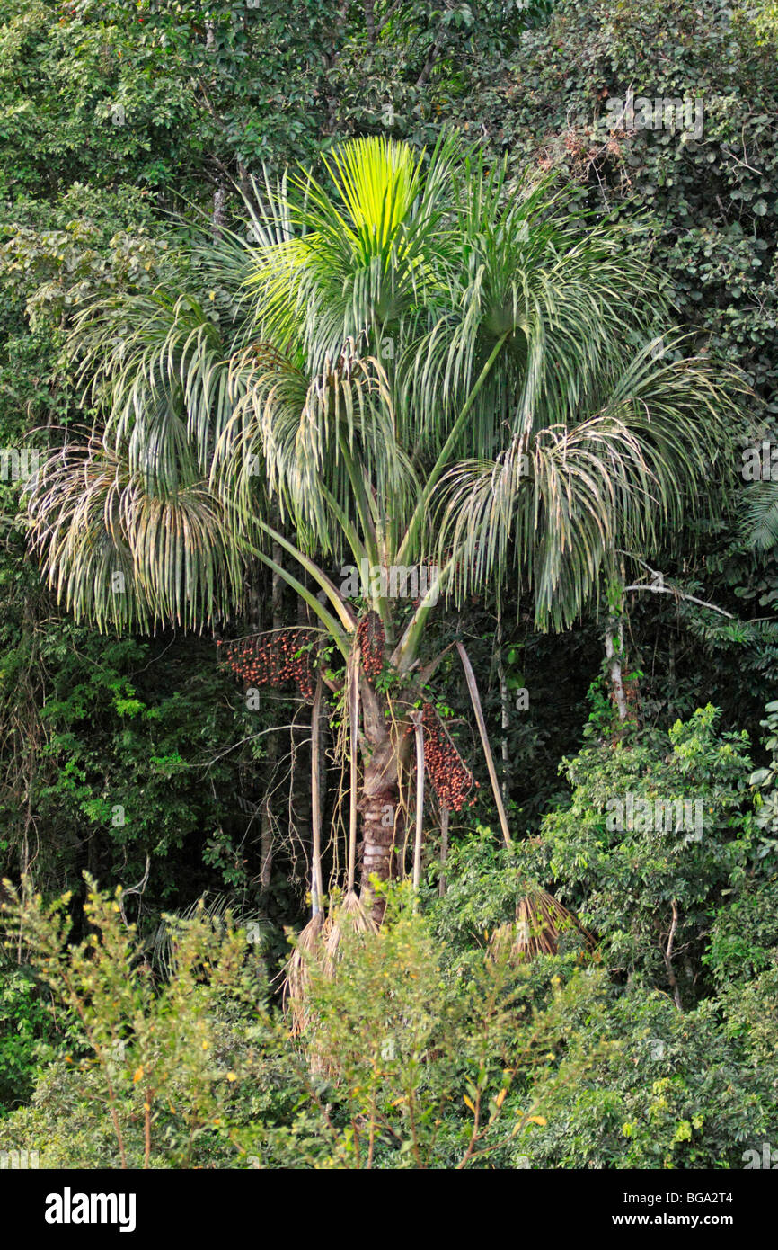 mauritia palm, Tambopata National Reserve, Amazon Area, Peru, South ...