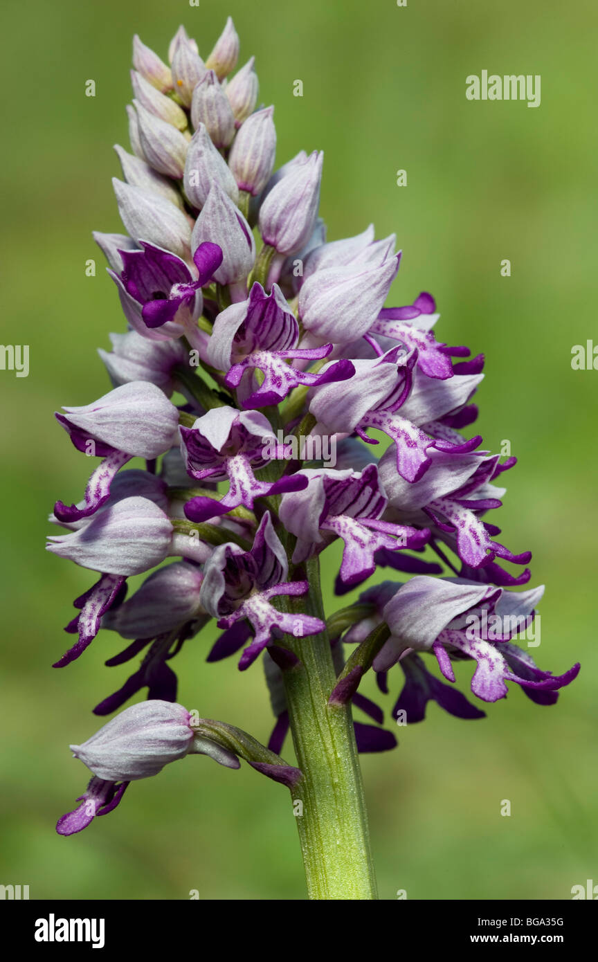 Military Orchid (Orchis militaris), flower head Stock Photo - Alamy