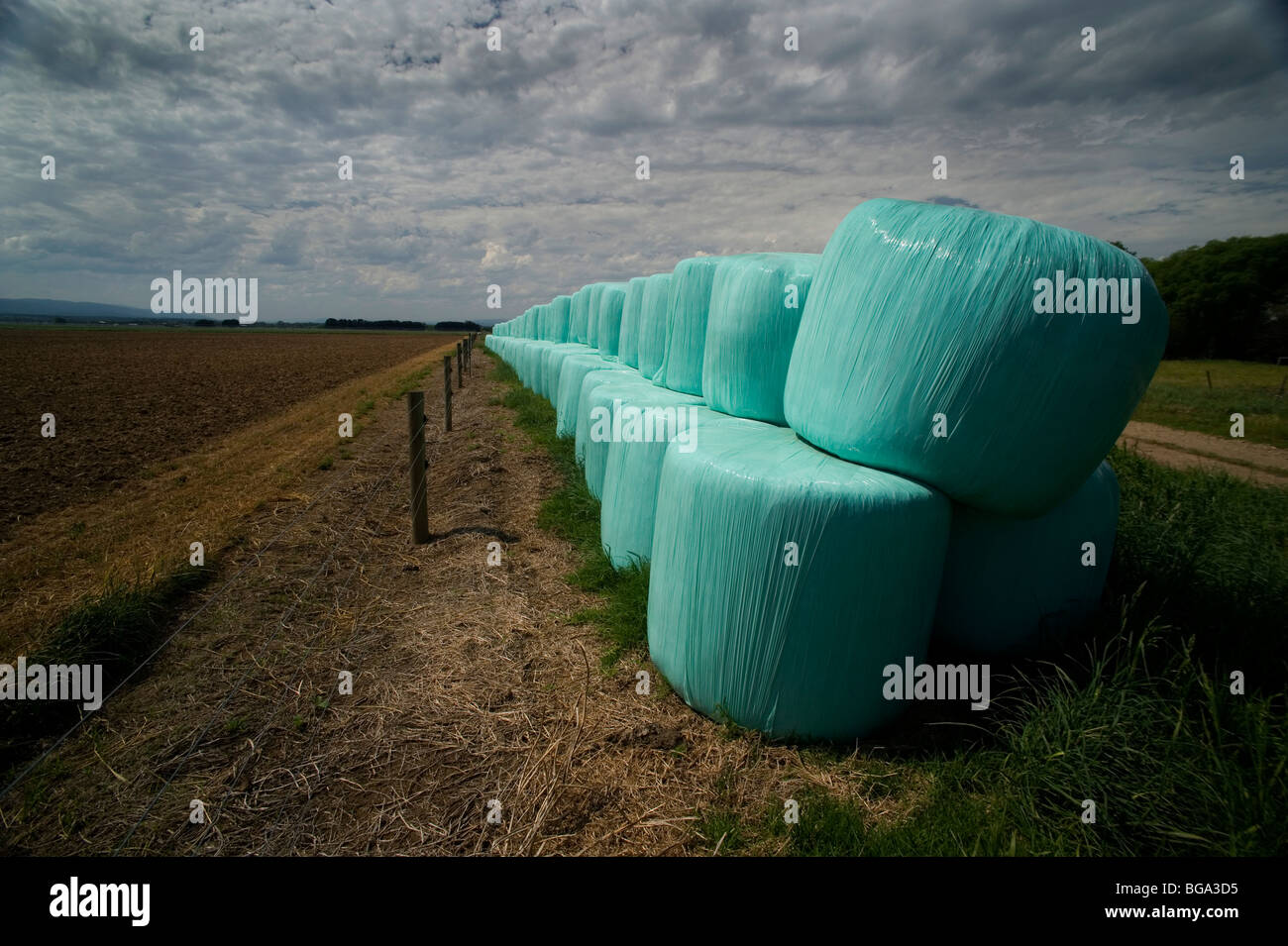 silage bales cattle feed on farm Stock Photo - Alamy