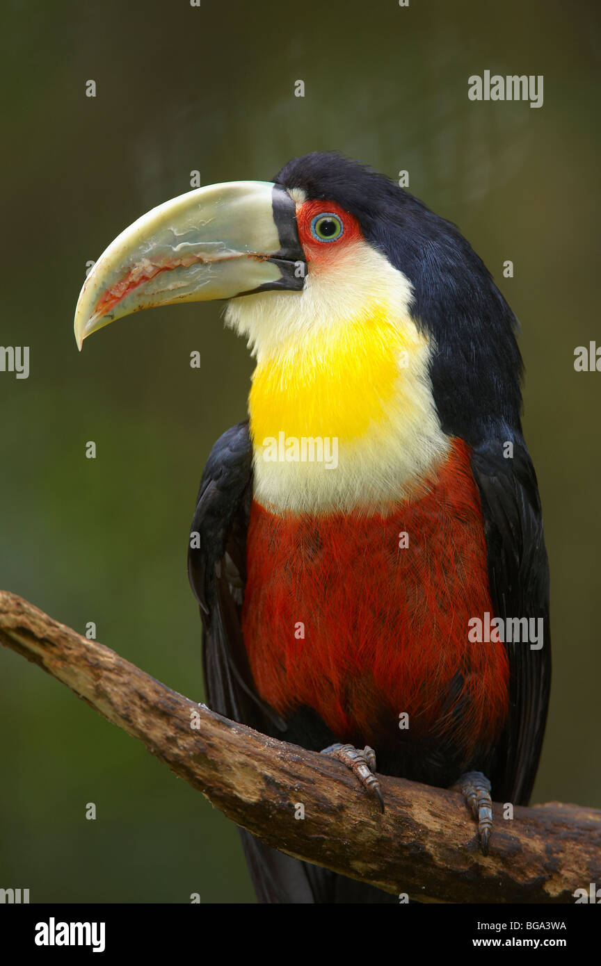 Red-breasted Toucan, Ramphastos dicolorus, BIRDS PARK, FOZ DO IGUACU ...
