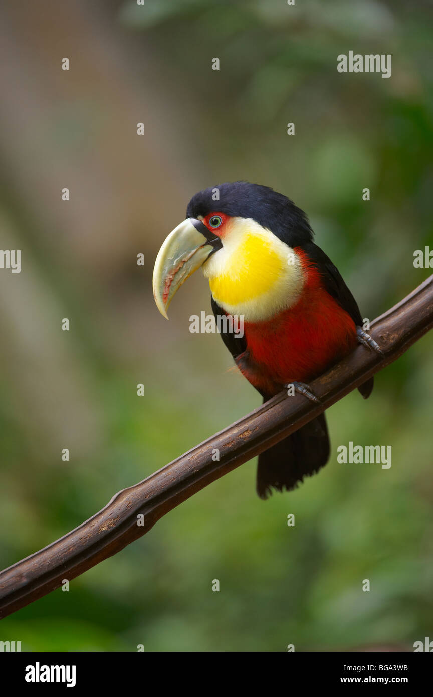 Red breasted toucan hi-res stock photography and images - Alamy