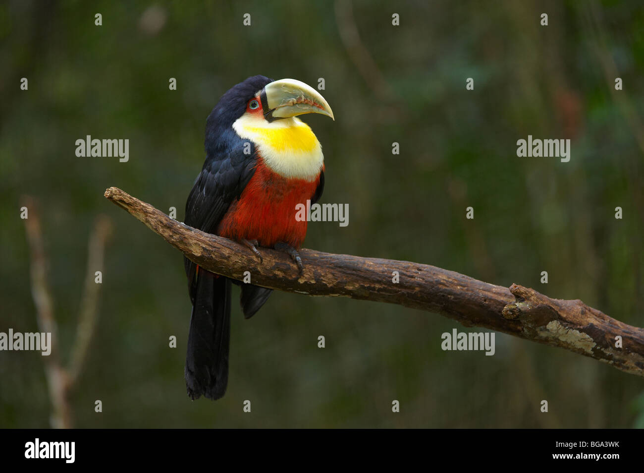 Red Breasted Toucan High Resolution Stock Photography and Images - Alamy