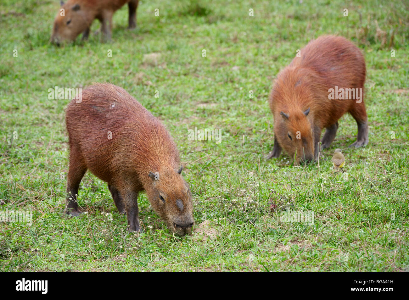 Capybara, Hydrochoerus hydrochaeris, PANTANAL, MATO GROSSO, Brasil ...