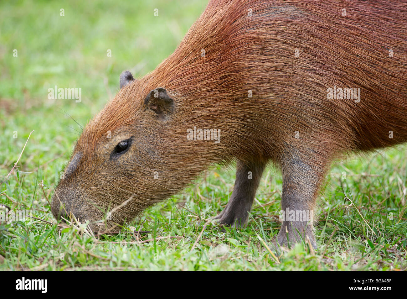 Capybara, Hydrochoerus hydrochaeris, PANTANAL, MATO GROSSO, Brasil ...