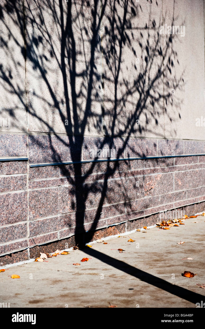 Urban tree shadow on hi-res stock photography and images - Alamy
