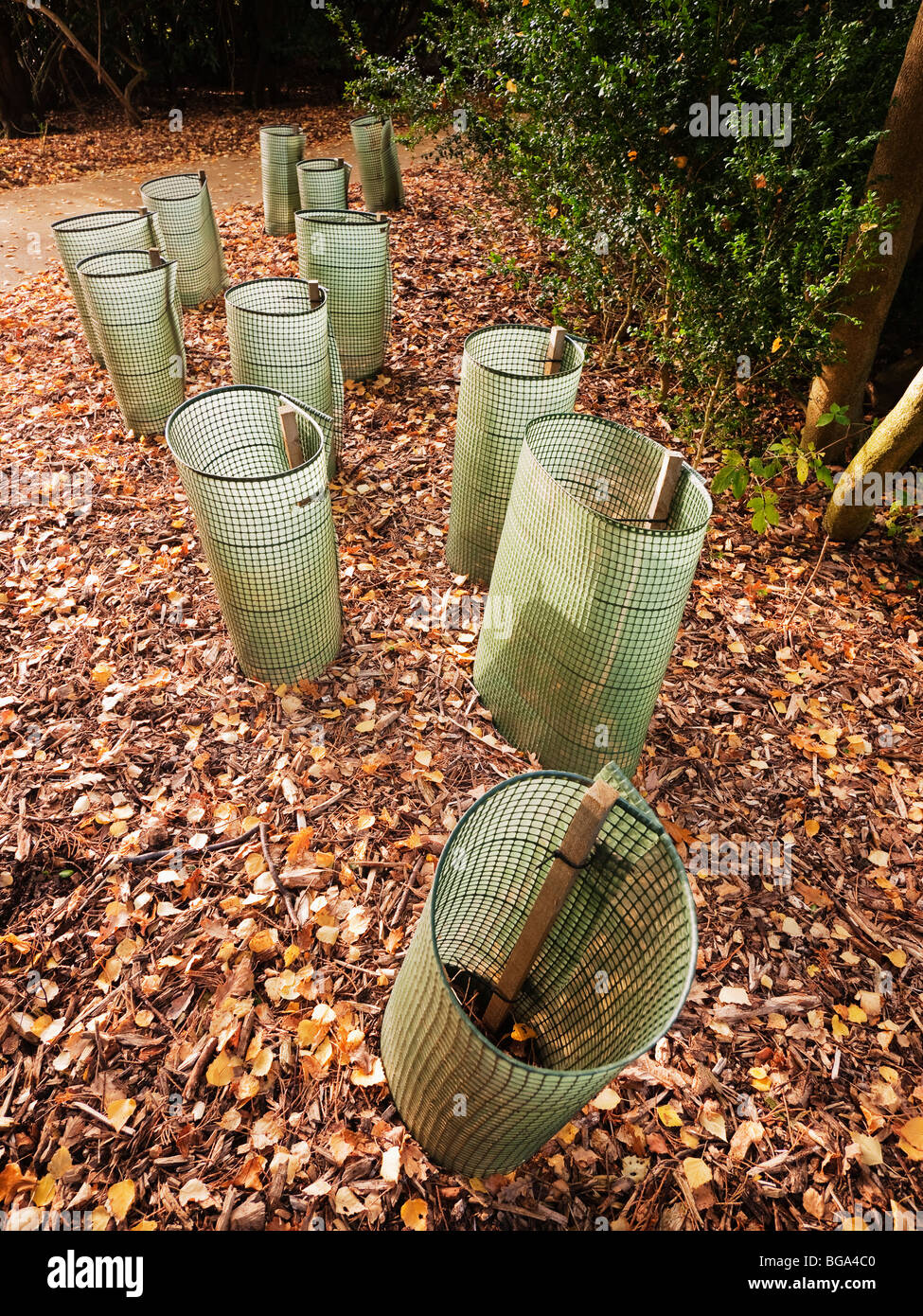 trees in a forest in a nursey plantation garden Stock Photo - Alamy