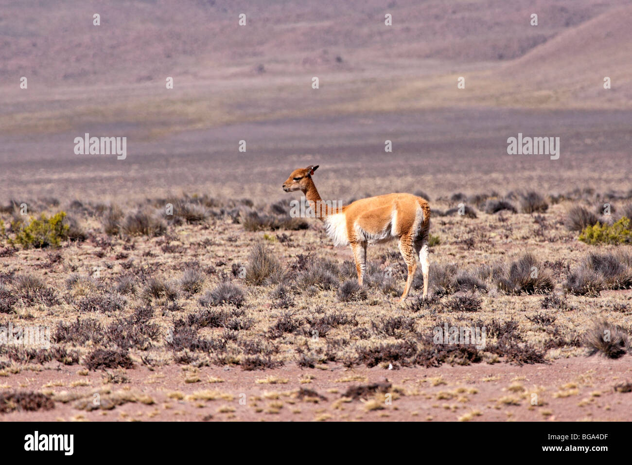Vicuna peru hi-res stock photography and images - Alamy