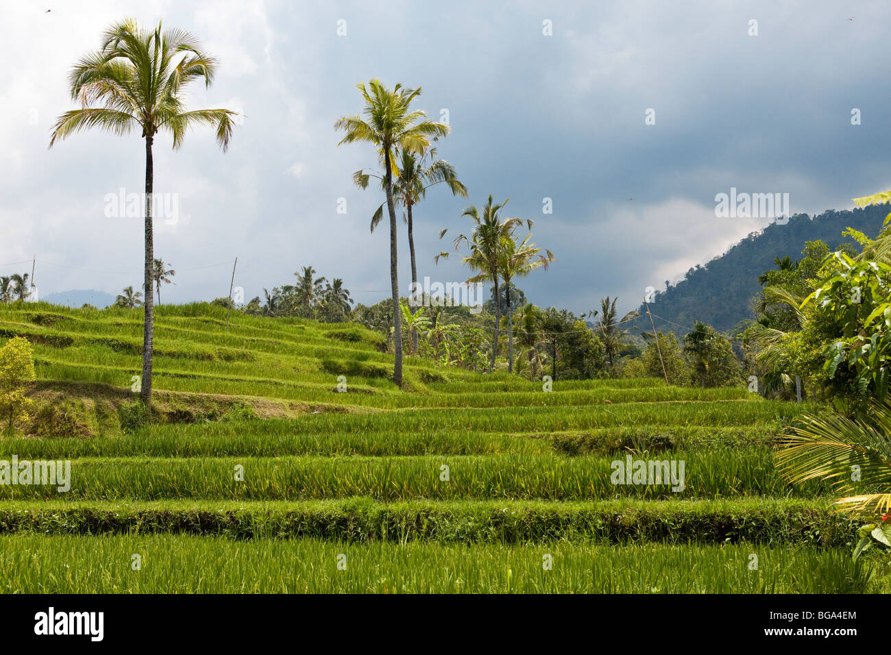 Indonesia rice terraces on hi-res stock photography and images - Alamy