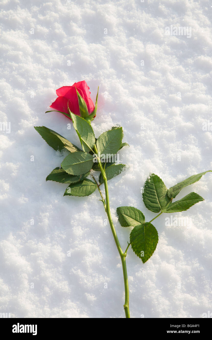 Single rose on ground hi-res stock photography and images - Alamy
