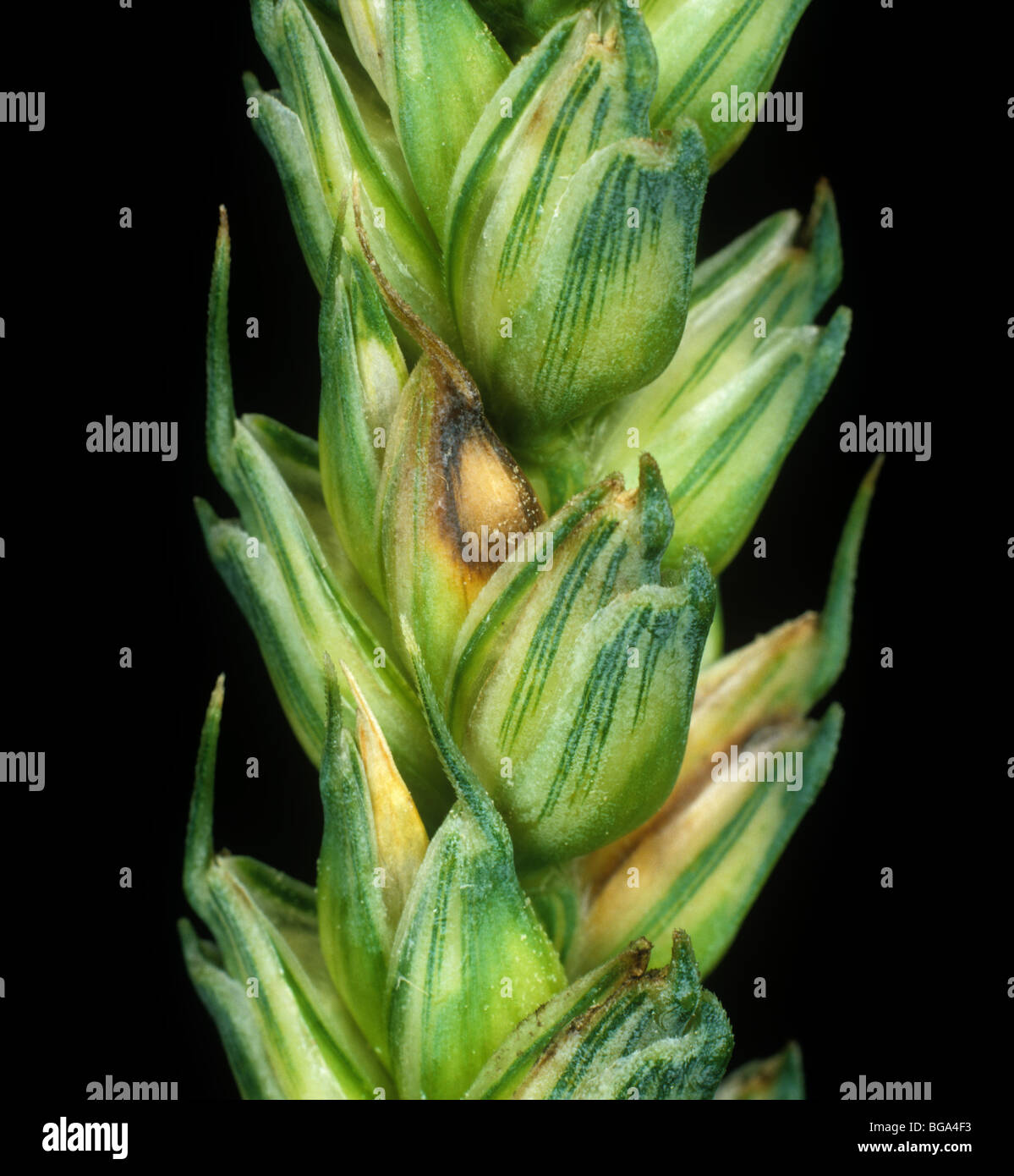 Fusarium ear blight hi-res stock photography and images - Alamy