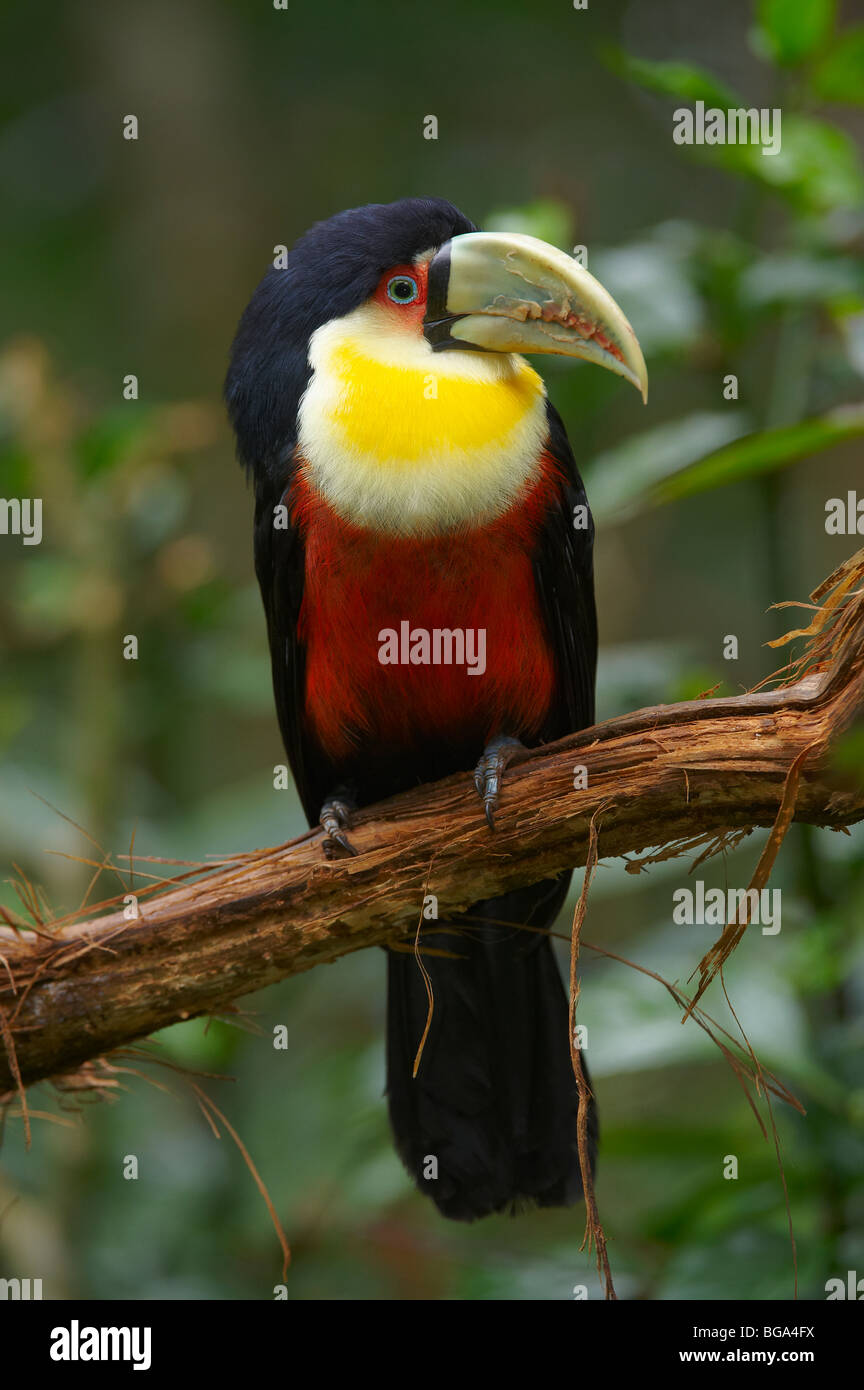 Red breasted toucan ramphastos hi-res stock photography and images - Alamy