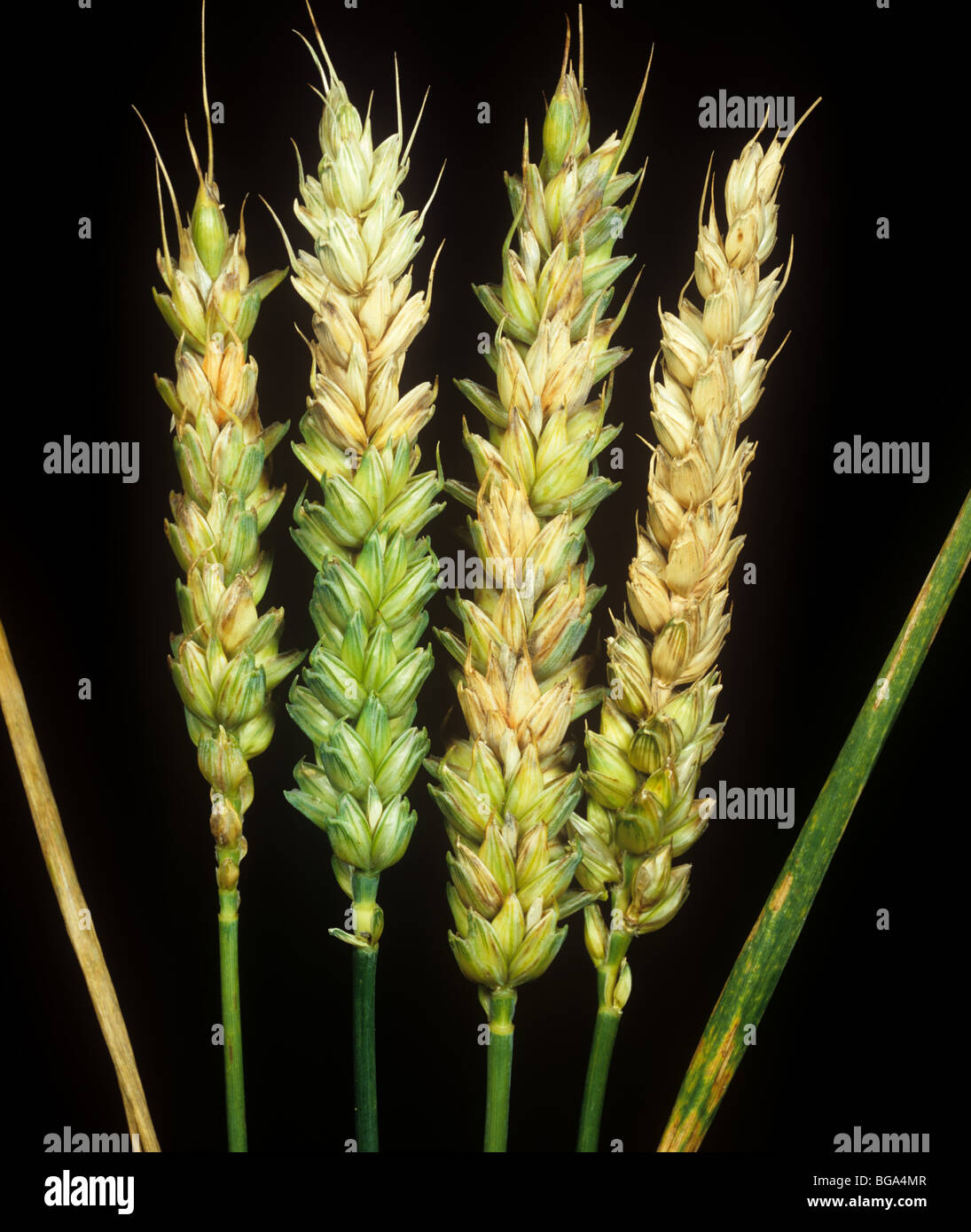 Head of wheat grains hi-res stock photography and images - Alamy