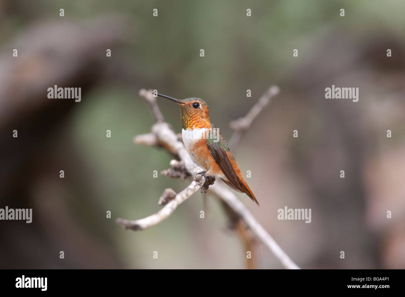 Rufous Hummingbird (Selasphorus rufus), male with beautiful bright ...