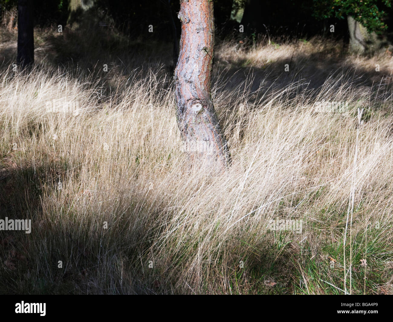 tree in grass Stock Photo - Alamy