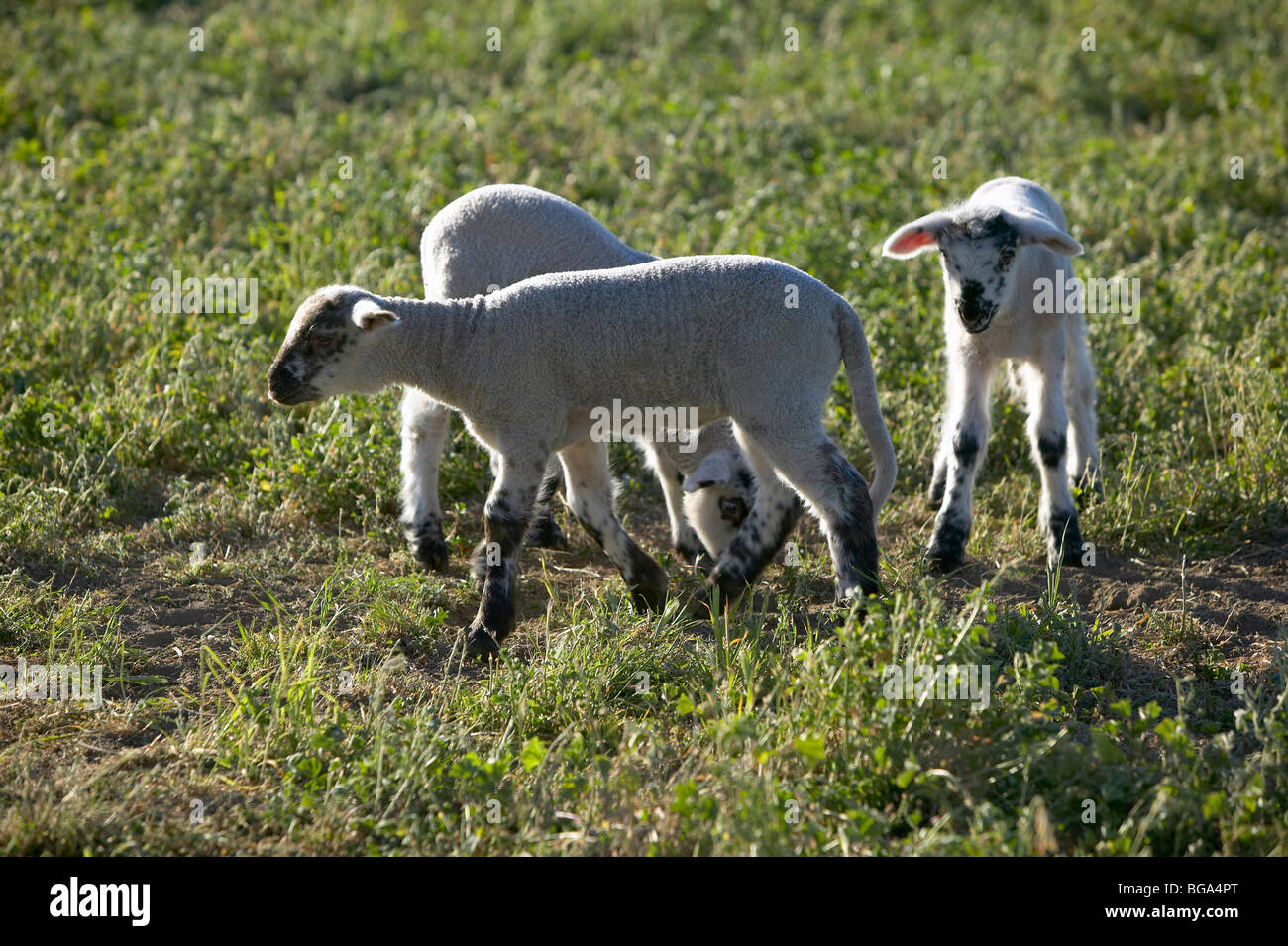 Young sheep in spring hi-res stock photography and images - Alamy