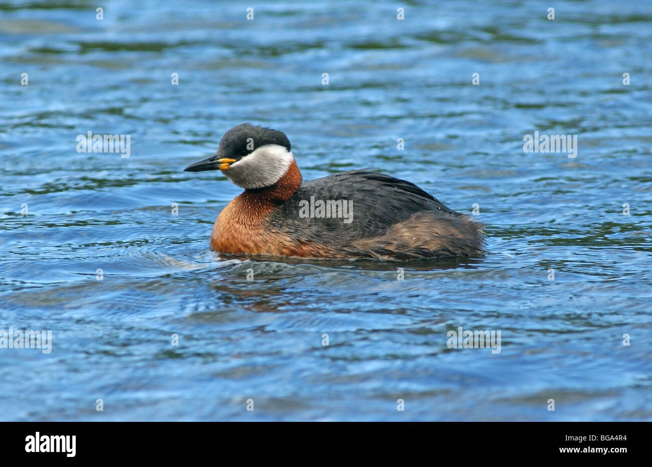Red-necked Grebe in summer plumage Stock Photo - Alamy