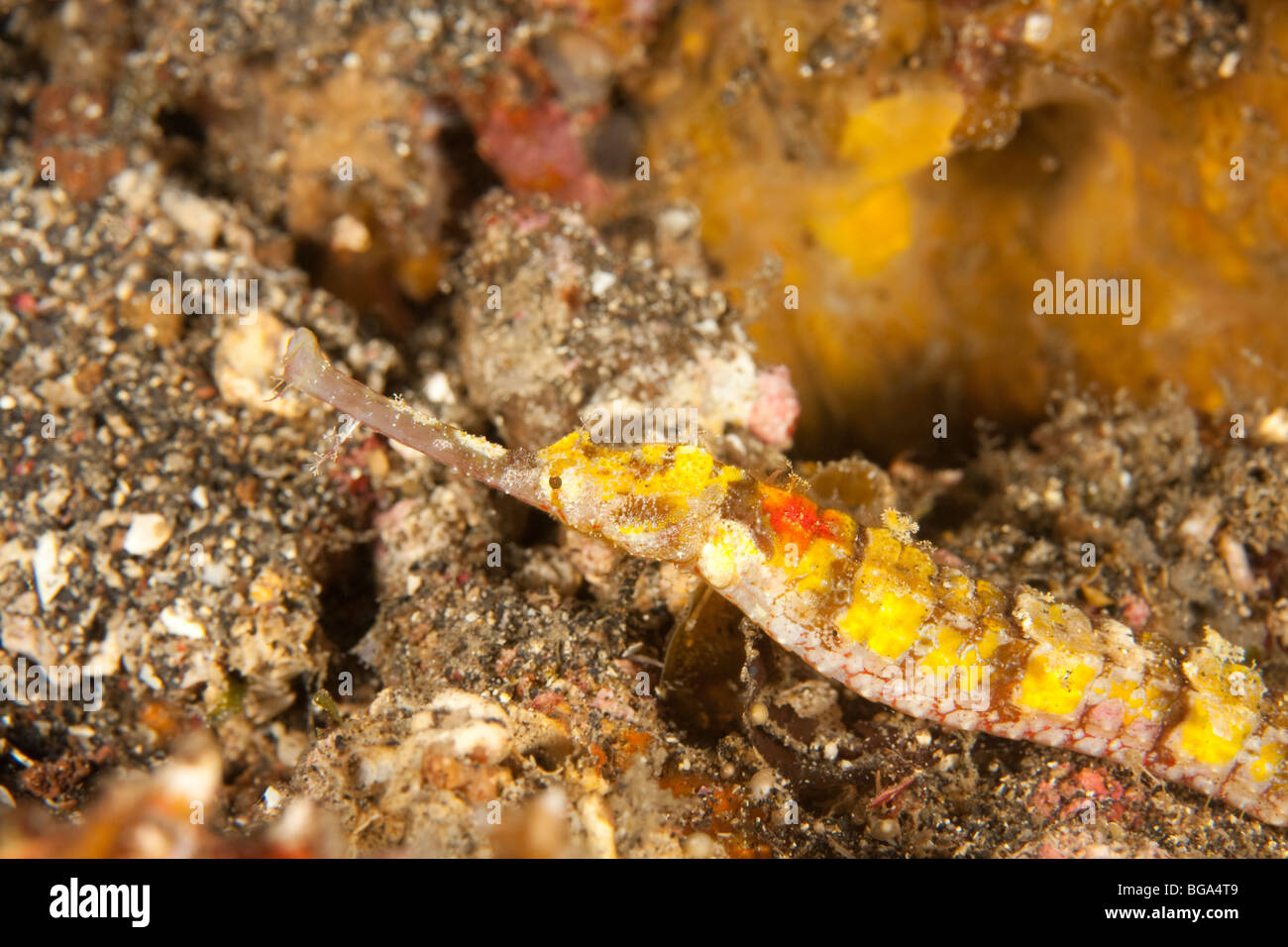Short-tailed Pipefish (Trachyrhamphus bicoarctatus), Lembeh Strait ...