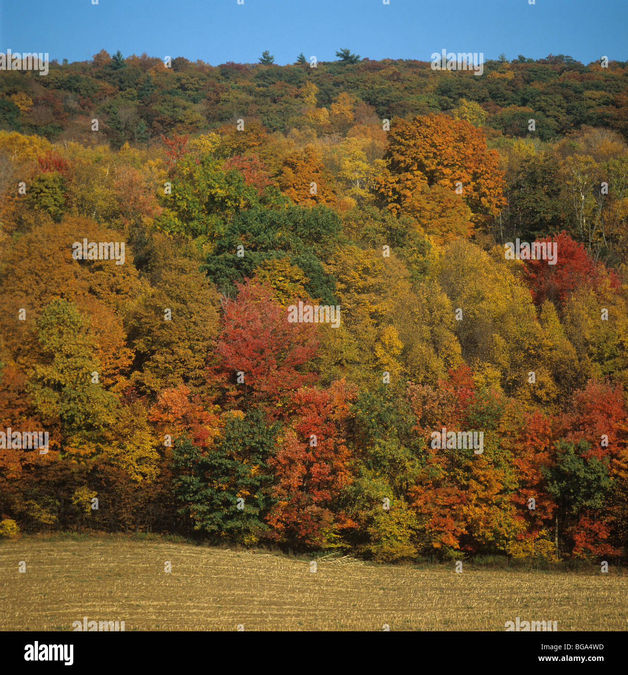 Woodland trees in bright autumn (fall) colours, upstate New York, USA ...
