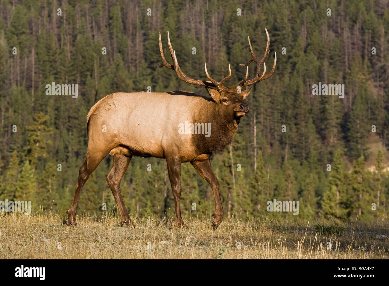 Bull elk bugling hi-res stock photography and images - Alamy