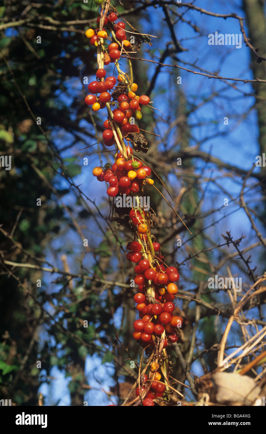 Black bryony Tamus communis) poisonous ripe red berries Stock Photo - Alamy