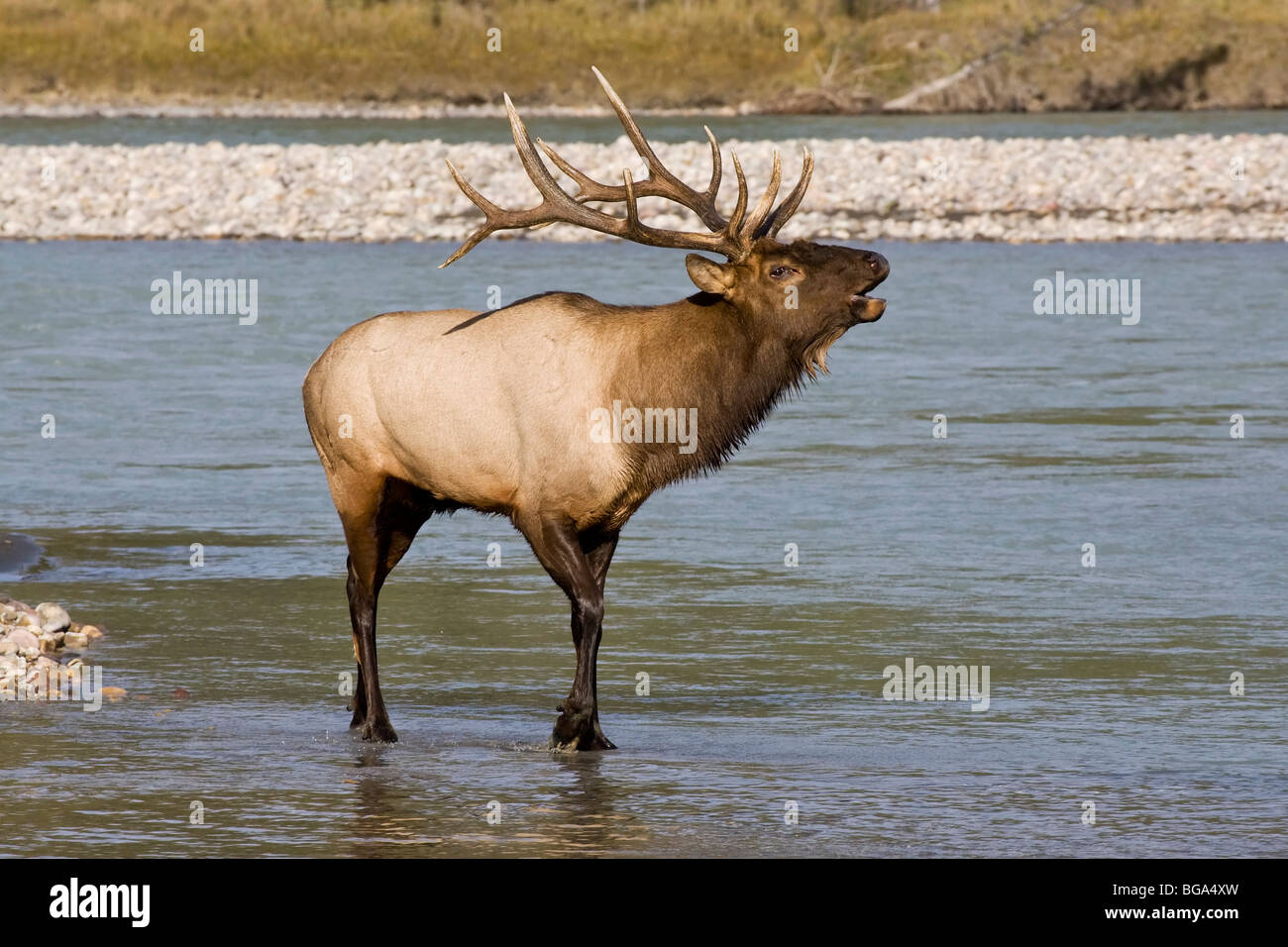 Bull Elk walking through the river defending his territory - arrogant ...