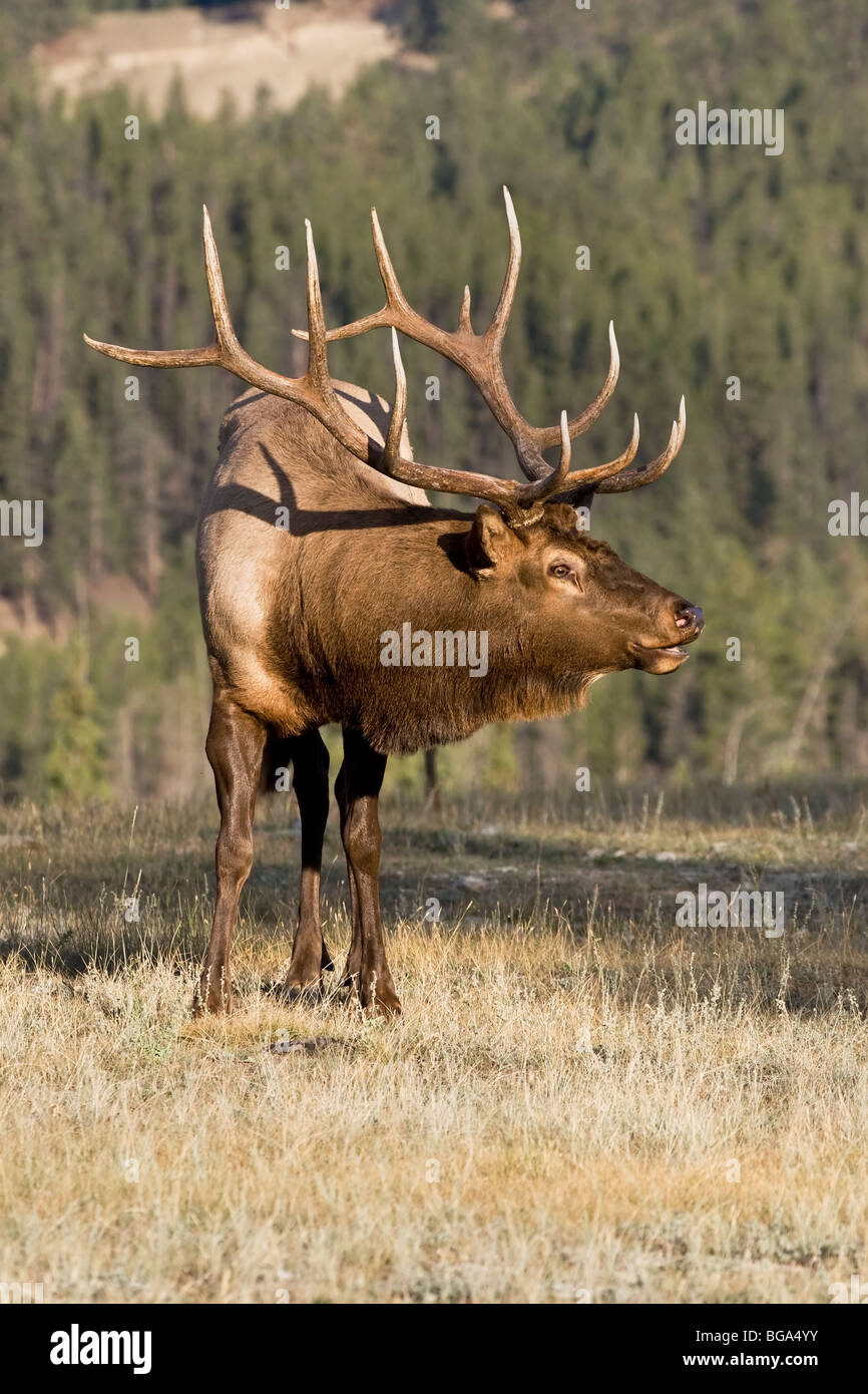 Bull elk bugle hi-res stock photography and images - Alamy