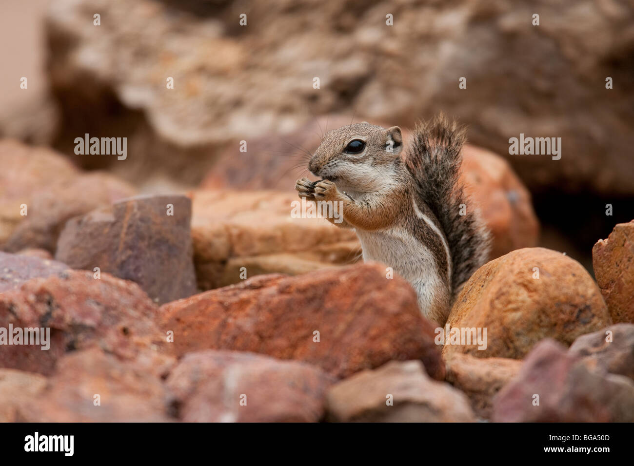 Seed eating animals hi-res stock photography and images - Alamy