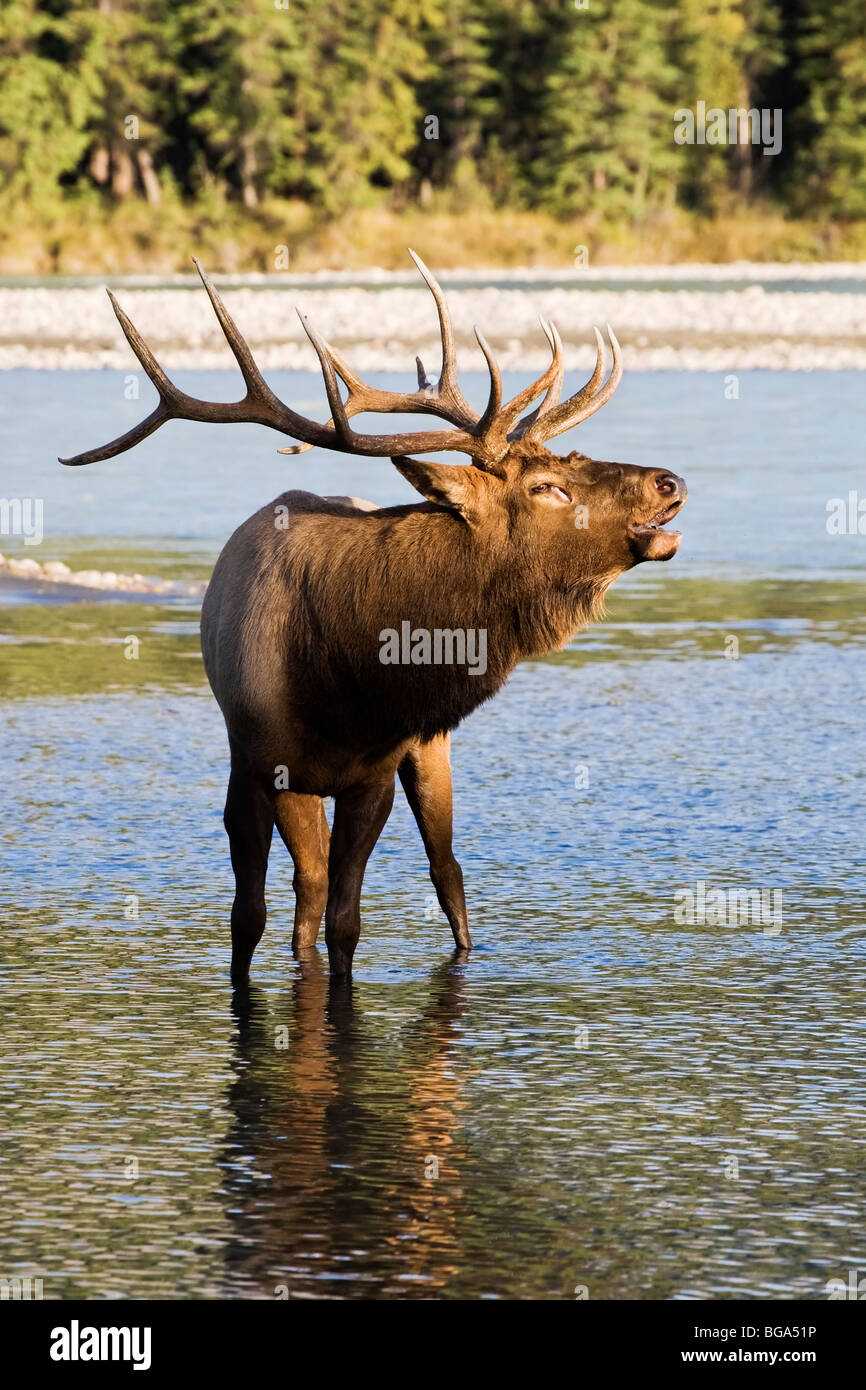 Bull Elk walking through the river defending his territory - arrogant ...