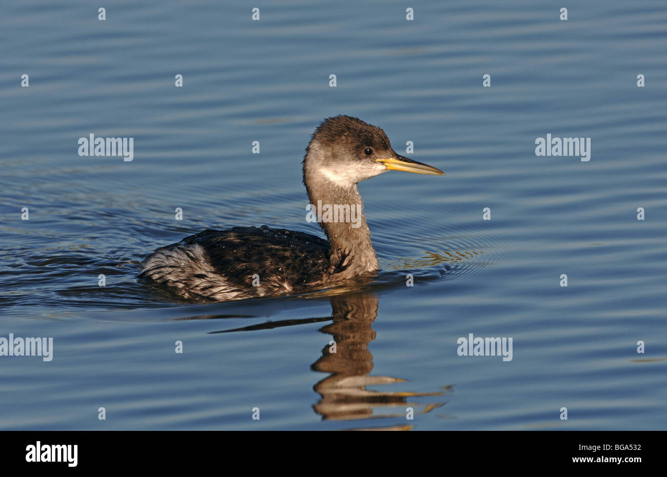 Red-necked Grebe in winter plumage Stock Photo - Alamy