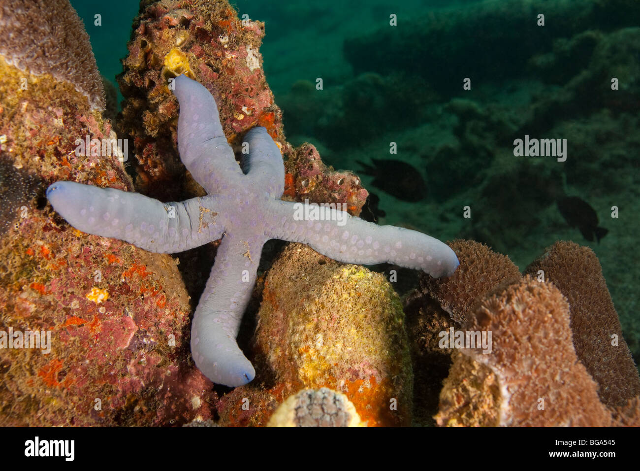 Starfish coral reef hi-res stock photography and images - Alamy