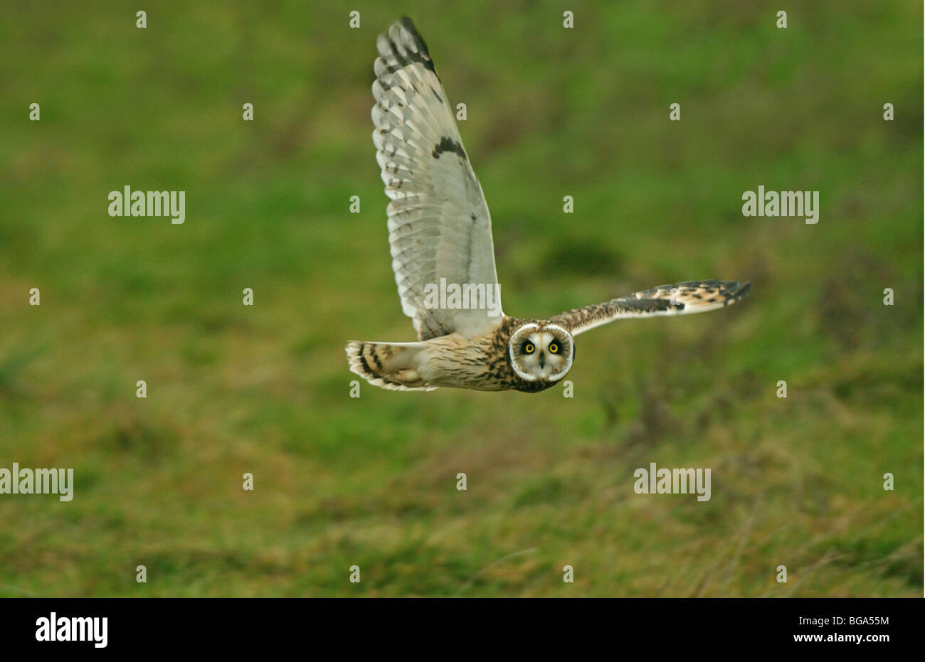 Short-eared Owl hunting in flight Stock Photo - Alamy