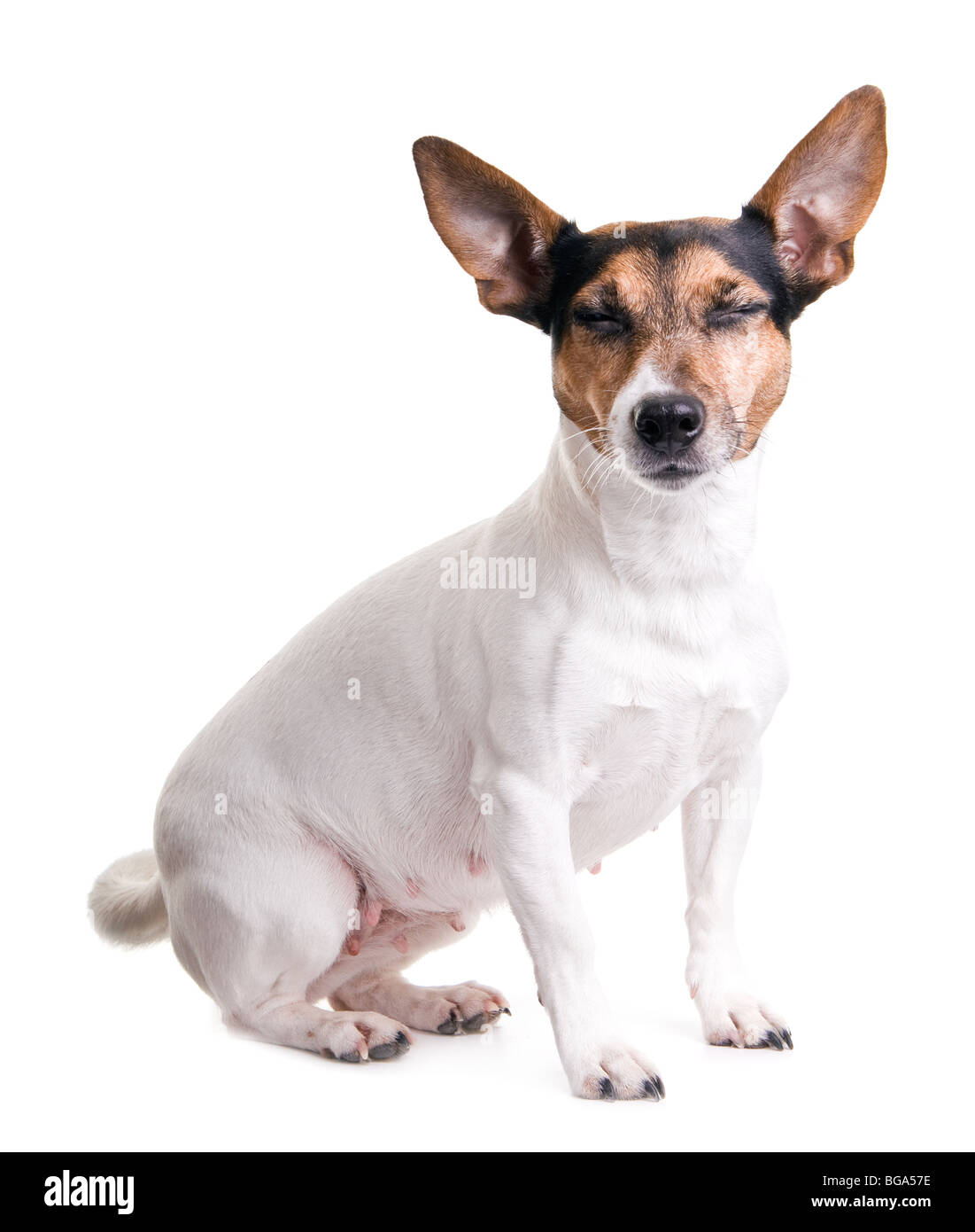 cute jack russel terrier on a white background Stock Photo - Alamy