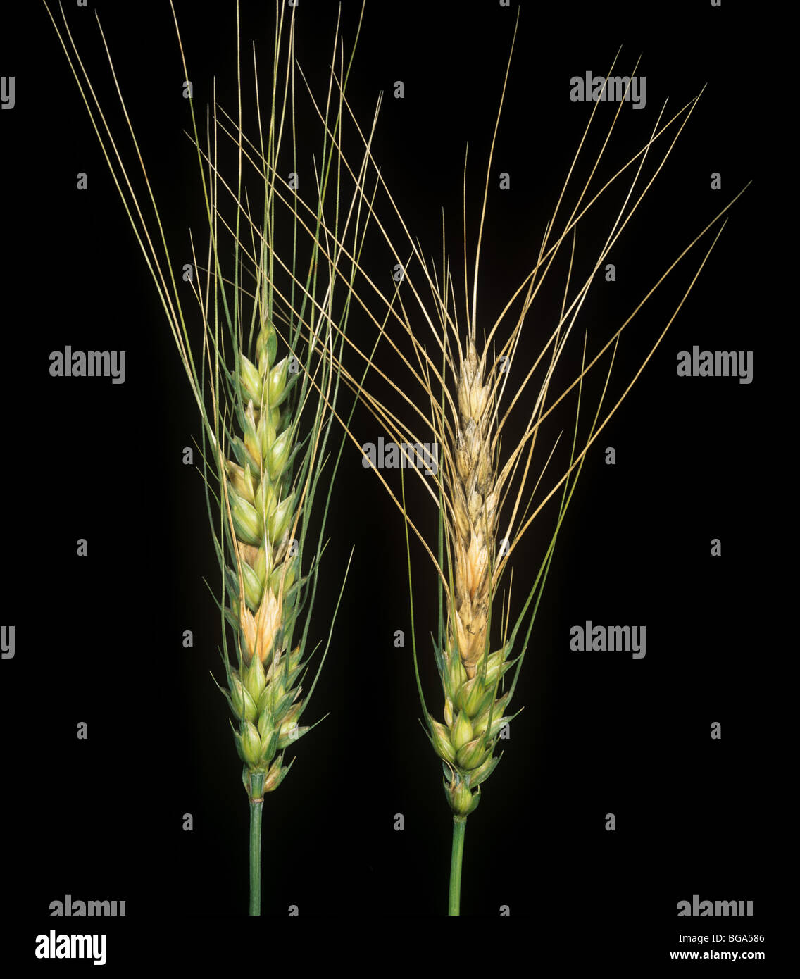 Head scab or ear blight (Fusarium sp.) infected grain on bearded wheat ...
