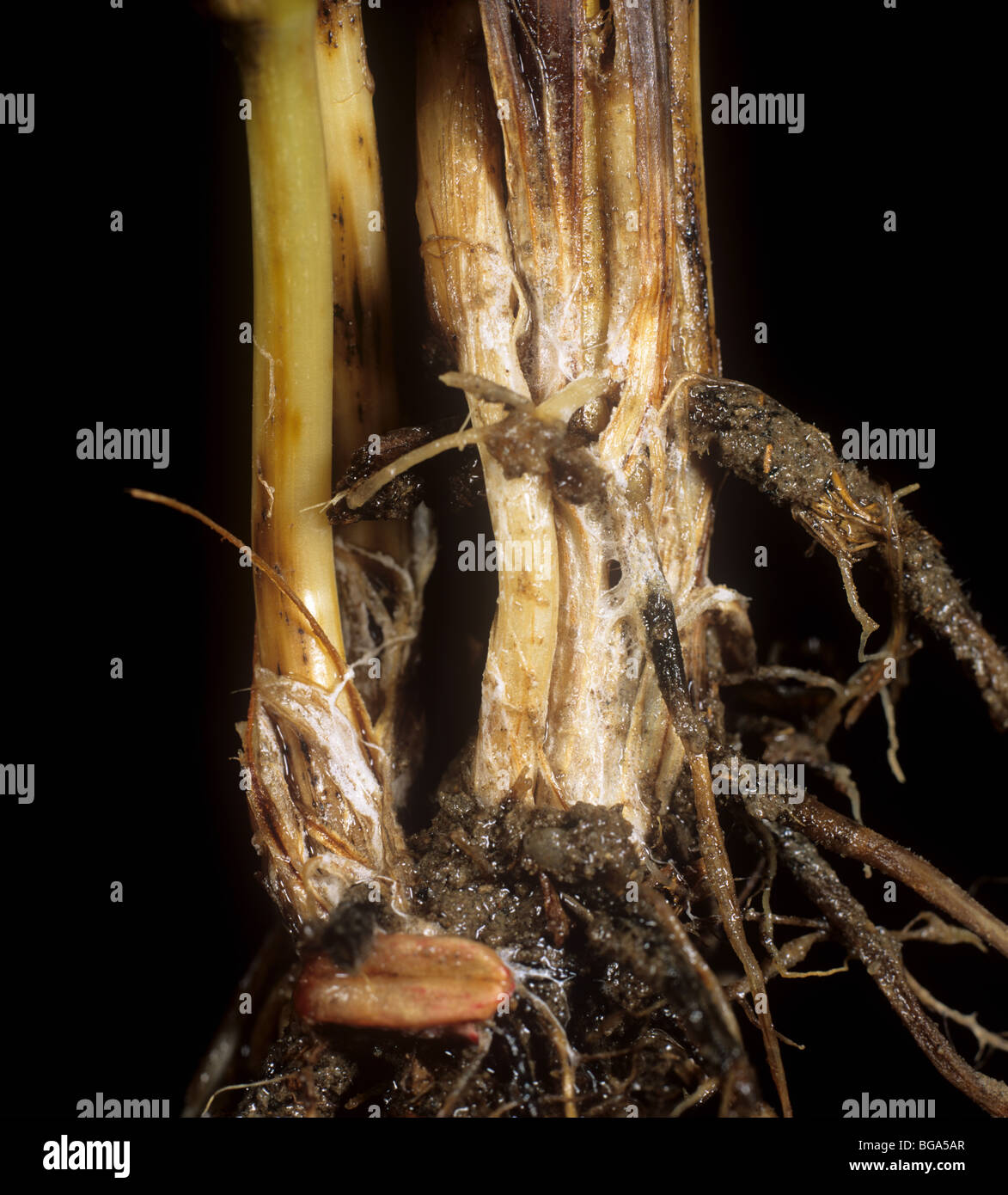 Fusarium or dryland foot rot (Fusarium sp.) mycelium & infection on ...