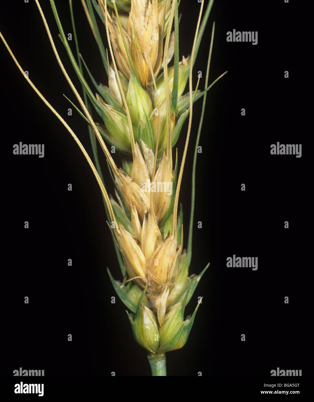 Wheat head blight disease hi-res stock photography and images - Alamy