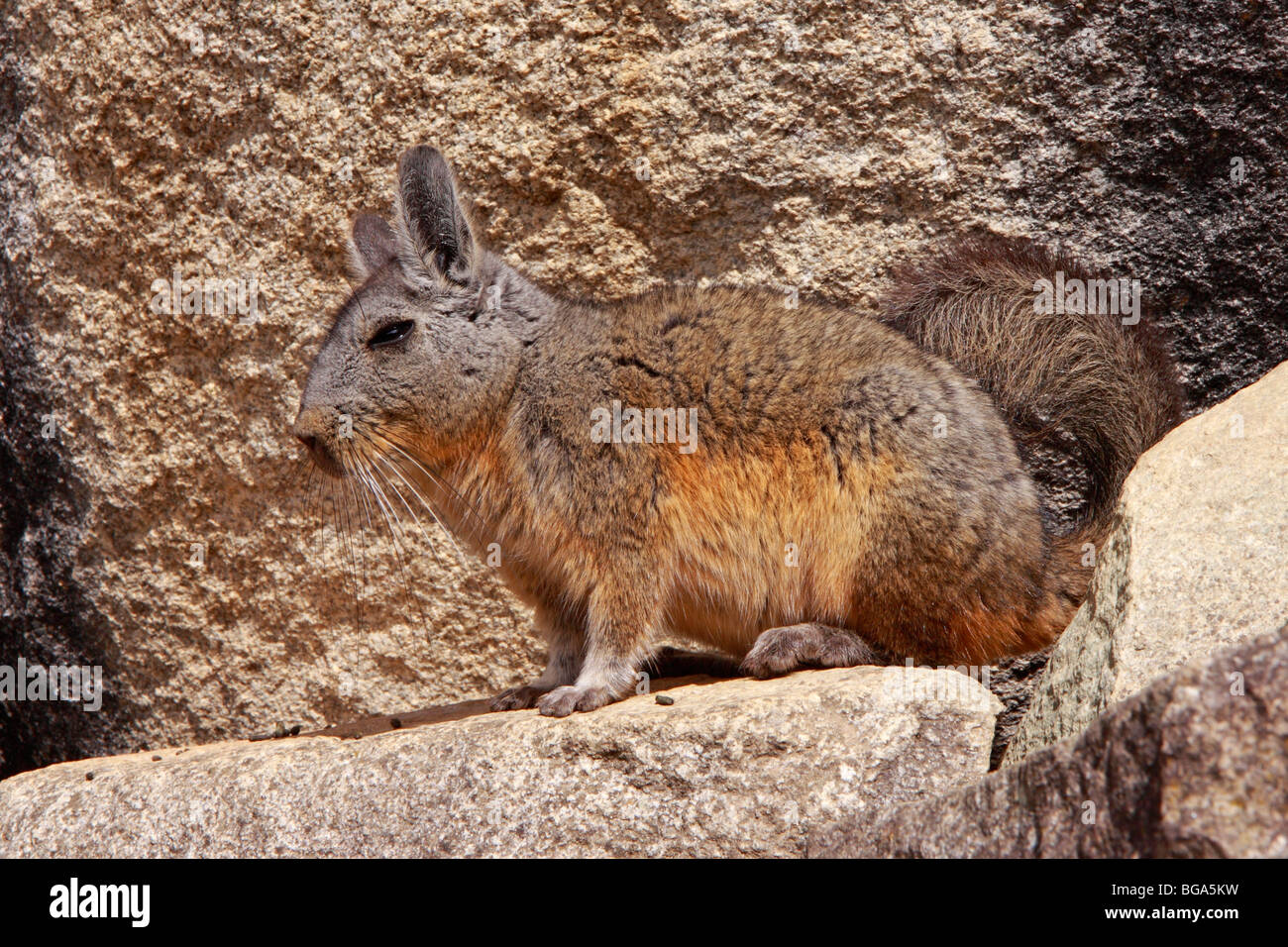 Andean rabbit, Machu Picchu, Peru, South America Stock Photo - Alamy