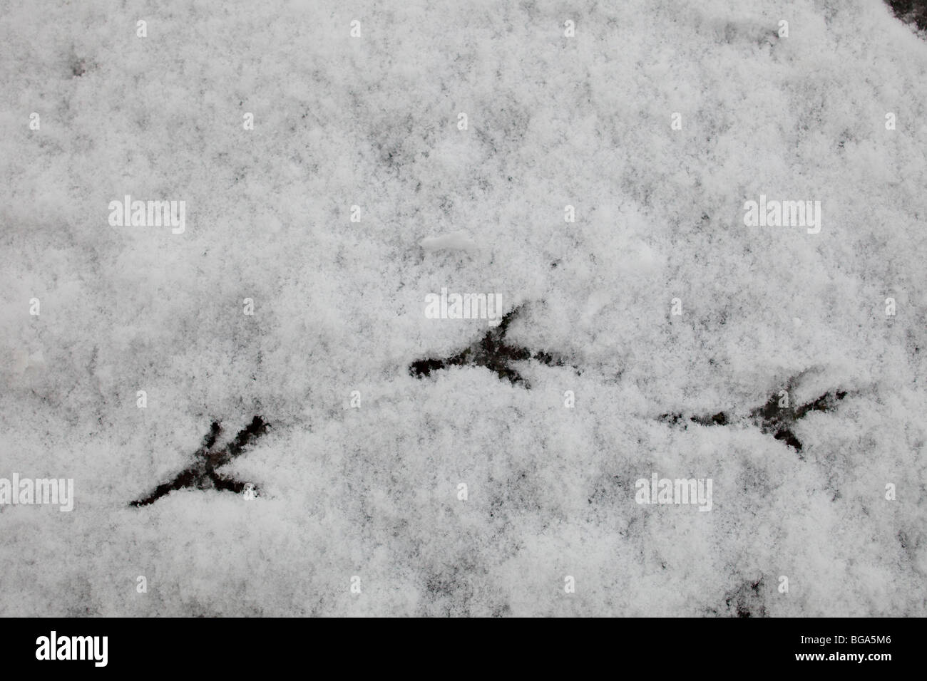 Bird snow prints hi-res stock photography and images - Alamy