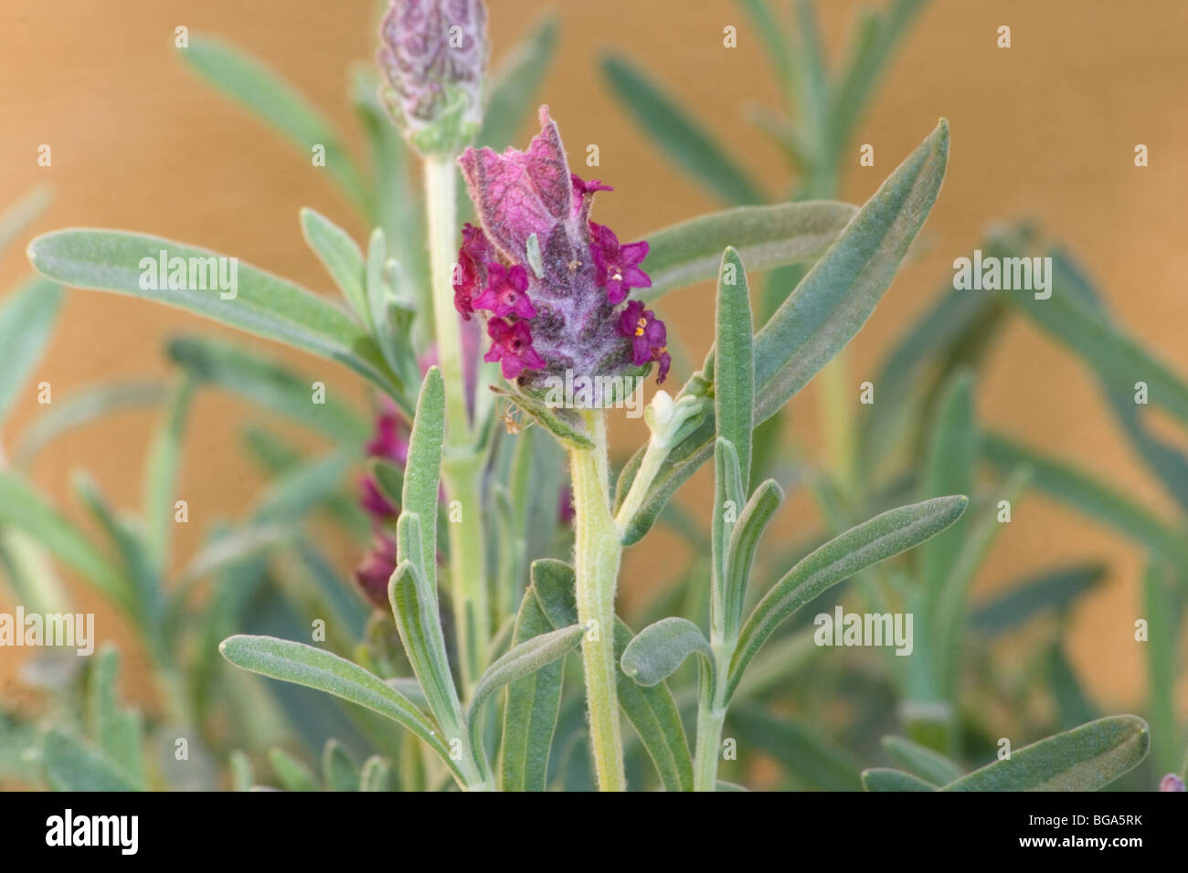Lavender plant close-up on yellow background Stock Photo - Alamy