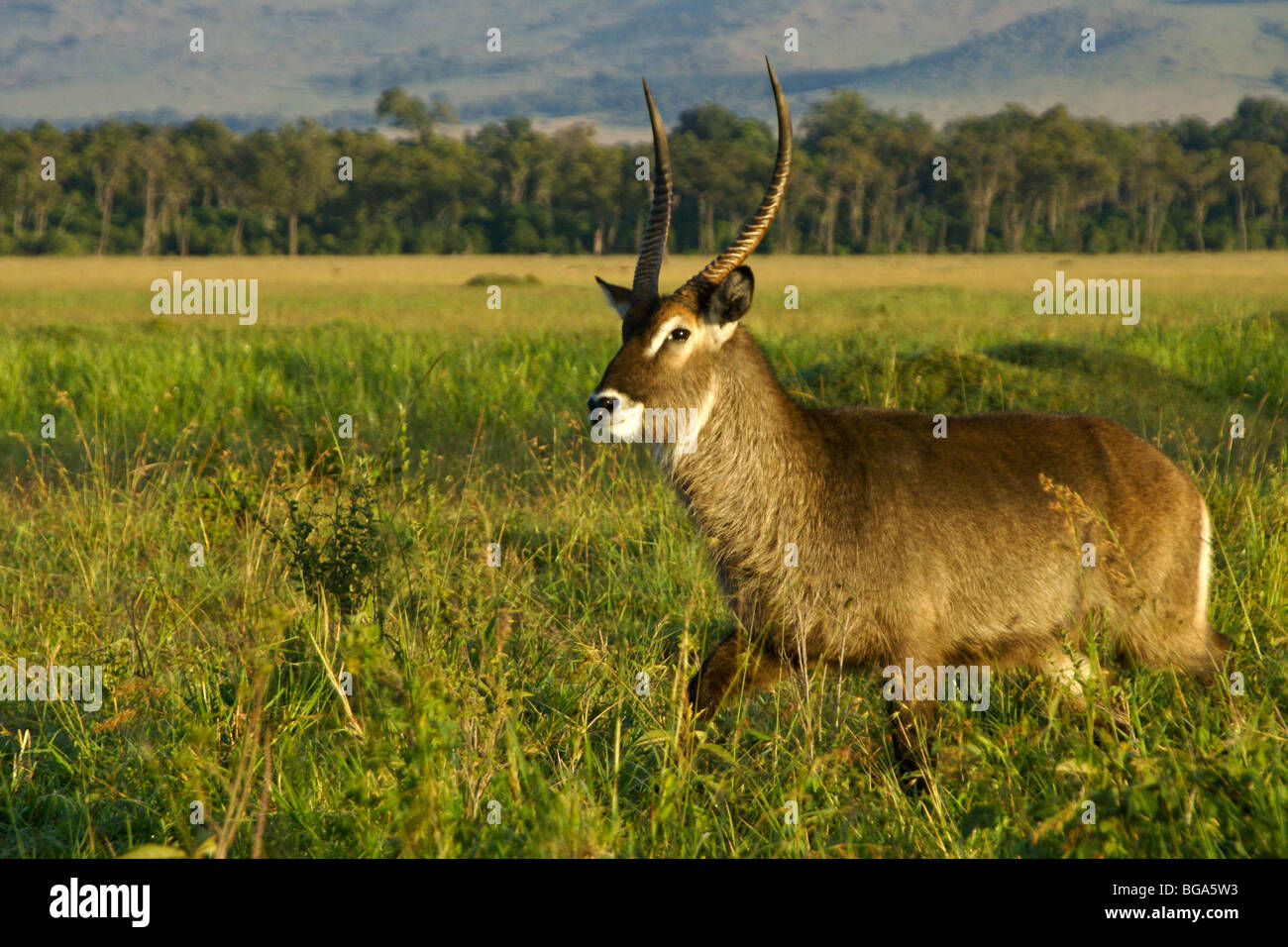 Waterbuck walking hi-res stock photography and images - Alamy