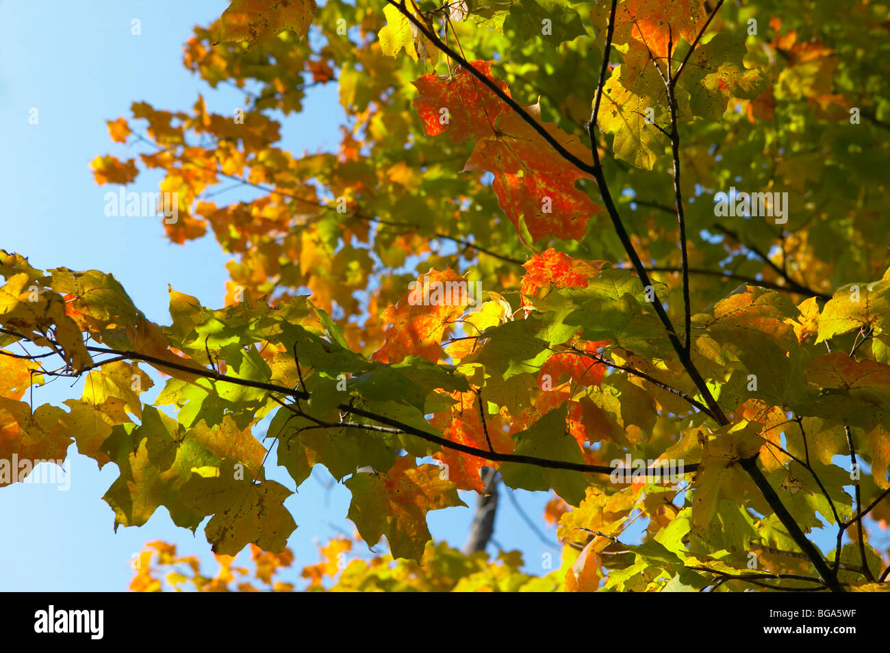 Tree turning into abstract hi-res stock photography and images - Alamy