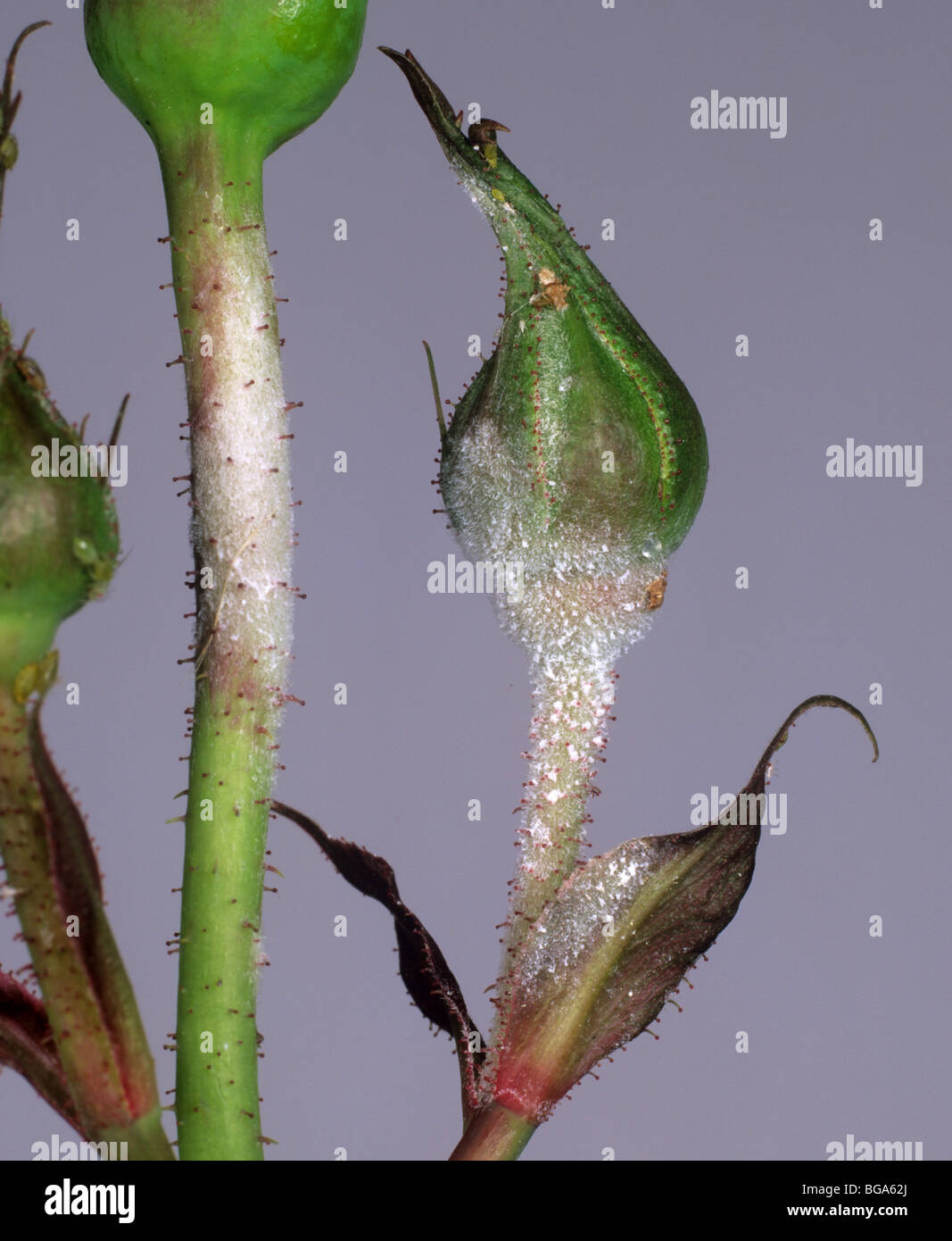 Sphaerotheca hi-res stock photography and images - Alamy