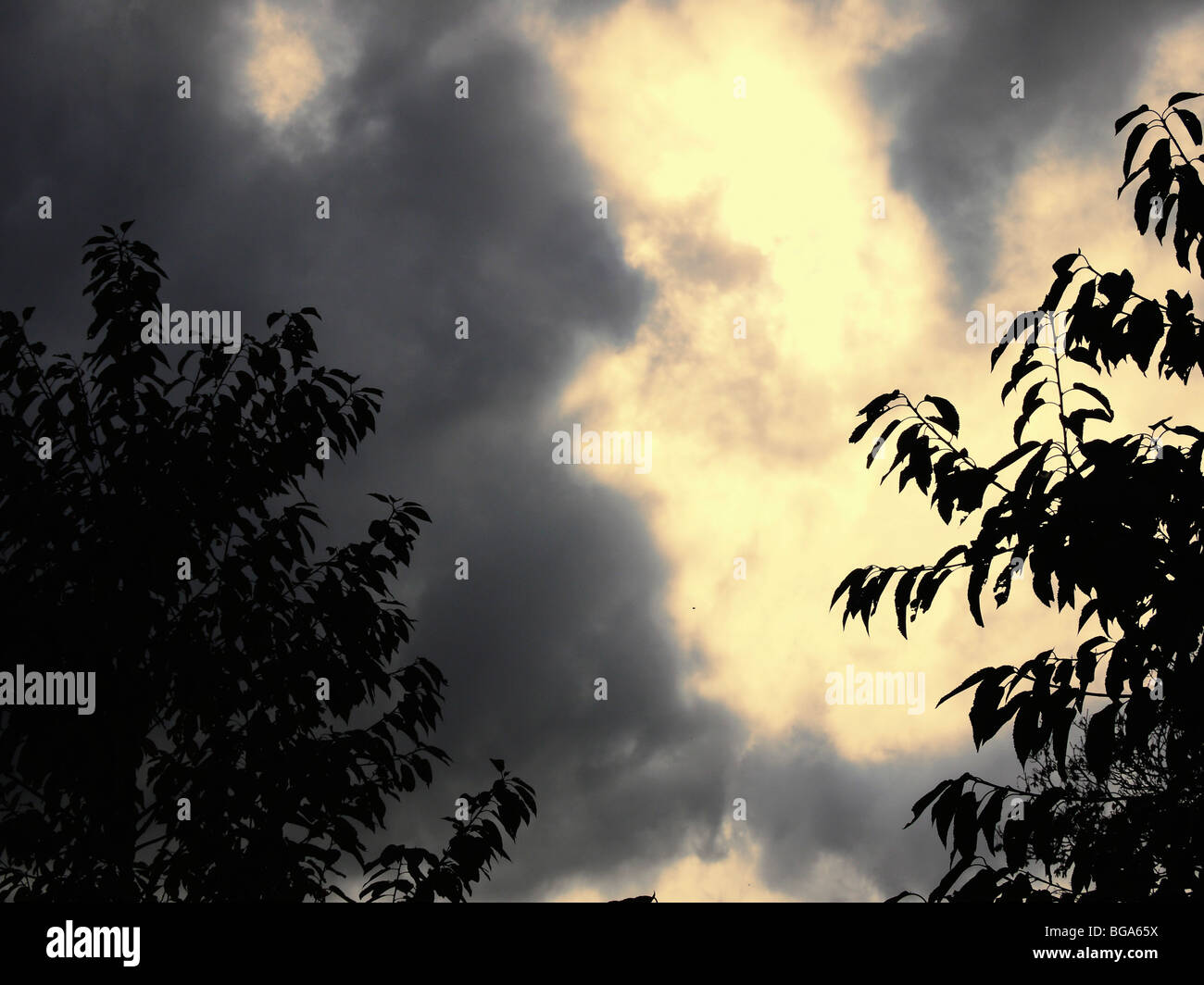 A sunset over trees in a forest Stock Photo - Alamy