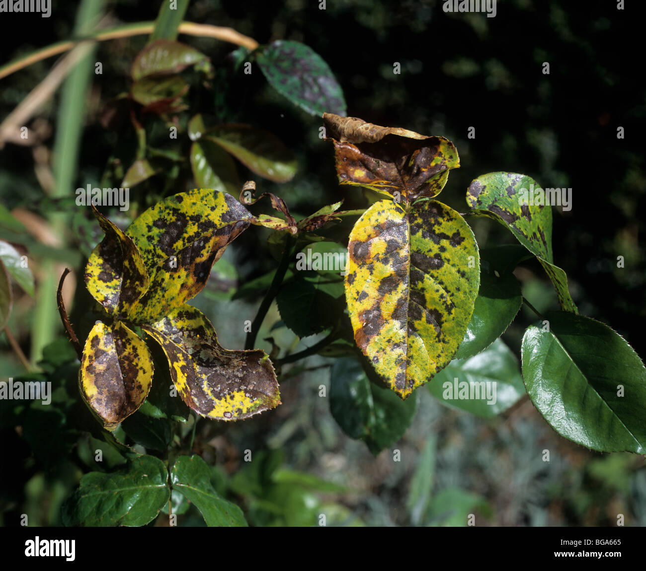 Rose black spot (Diplocarpon rosae) severe disease damage to rose ...