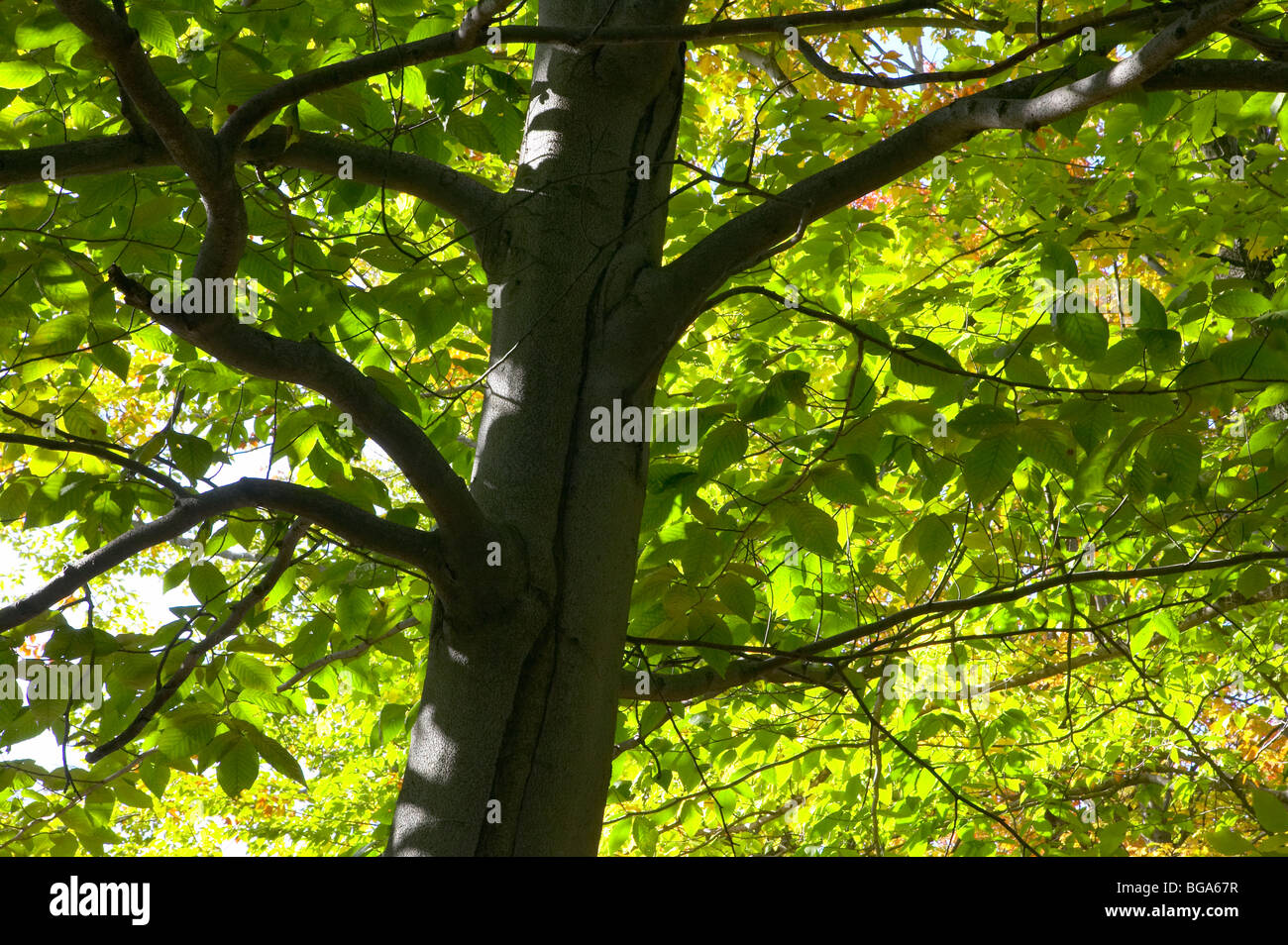 The leaves of the tree hi-res stock photography and images - Alamy