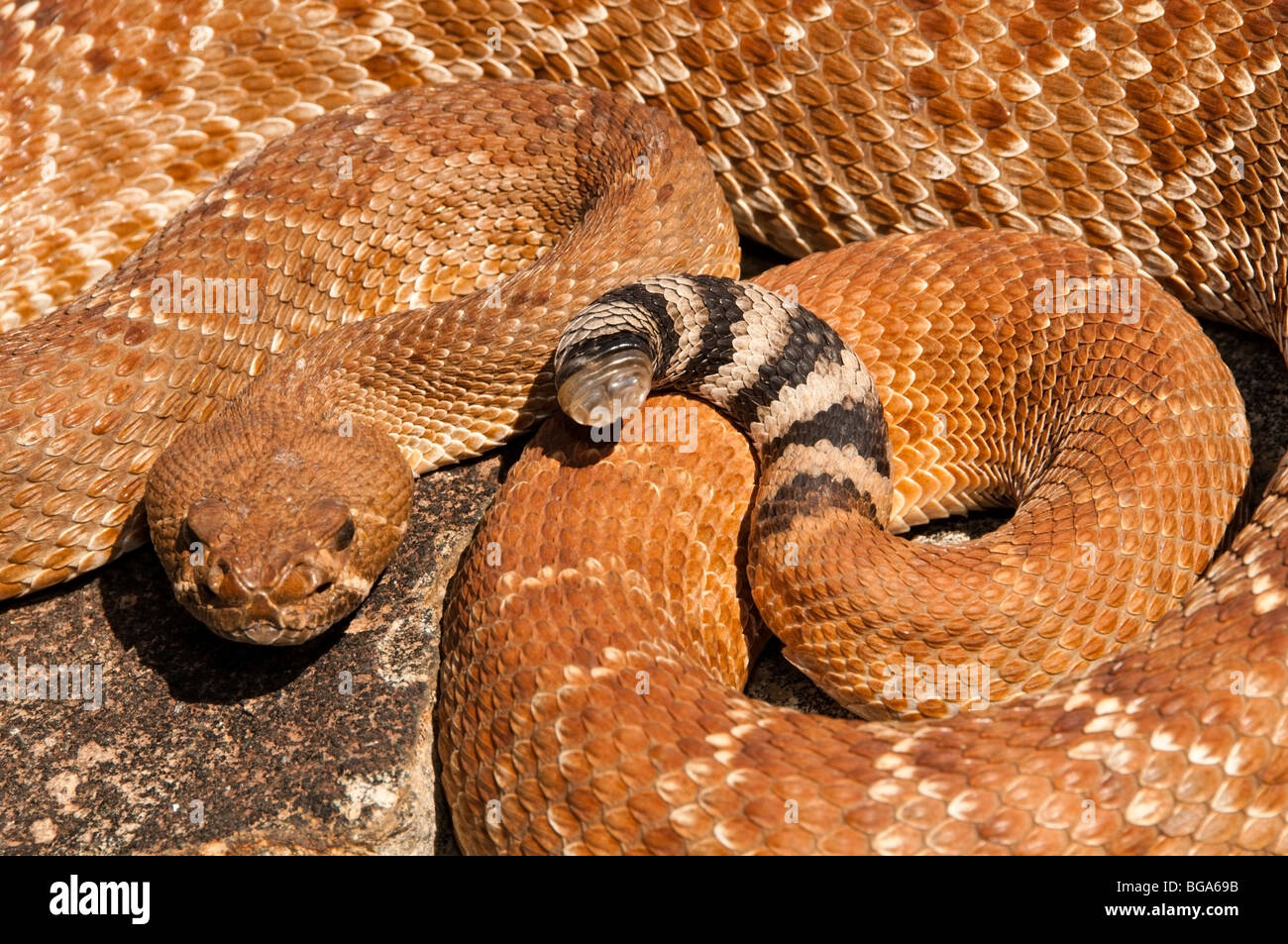 Reptile Pattern High Resolution Stock Photography and Images - Alamy