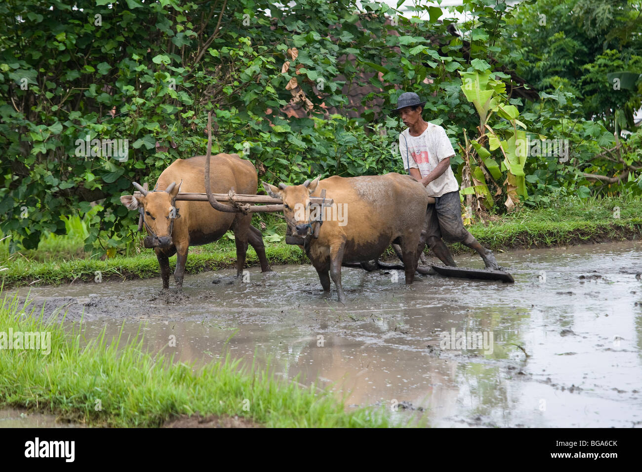 Rice paddy plough hi-res stock photography and images - Alamy