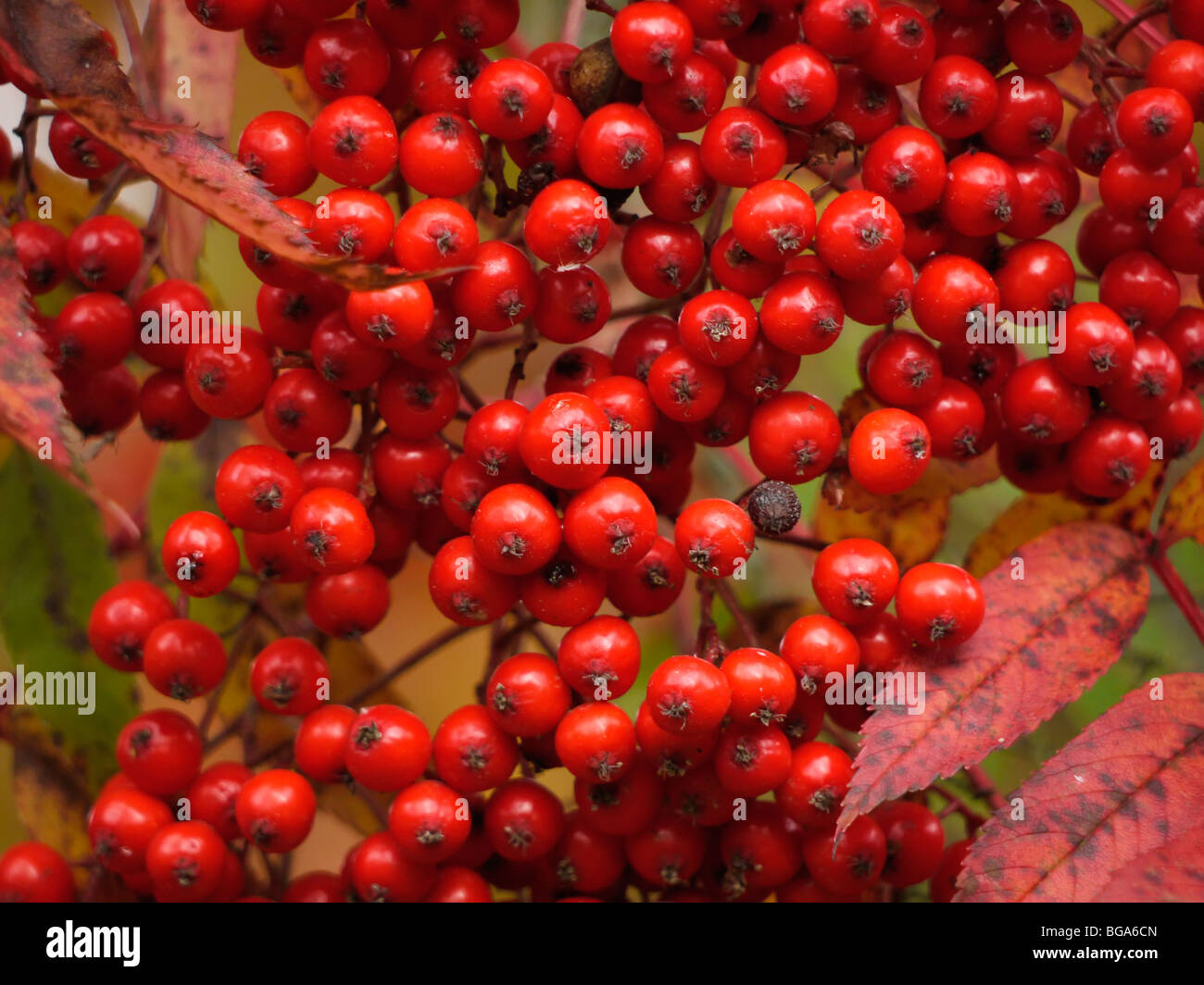 red berries on tree and bush in countryside Stock Photo - Alamy