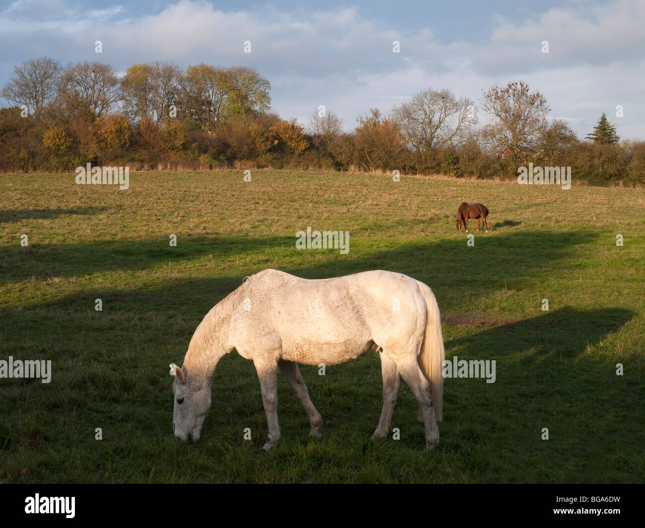 white horse in field Stock Photo - Alamy