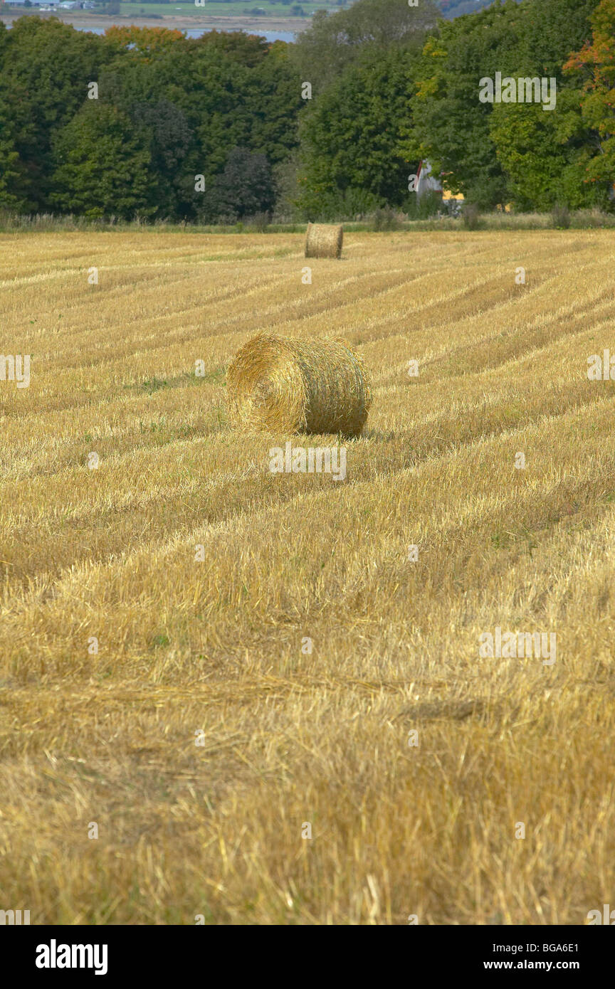Round bales hay Cut Out Stock Images & Pictures - Alamy